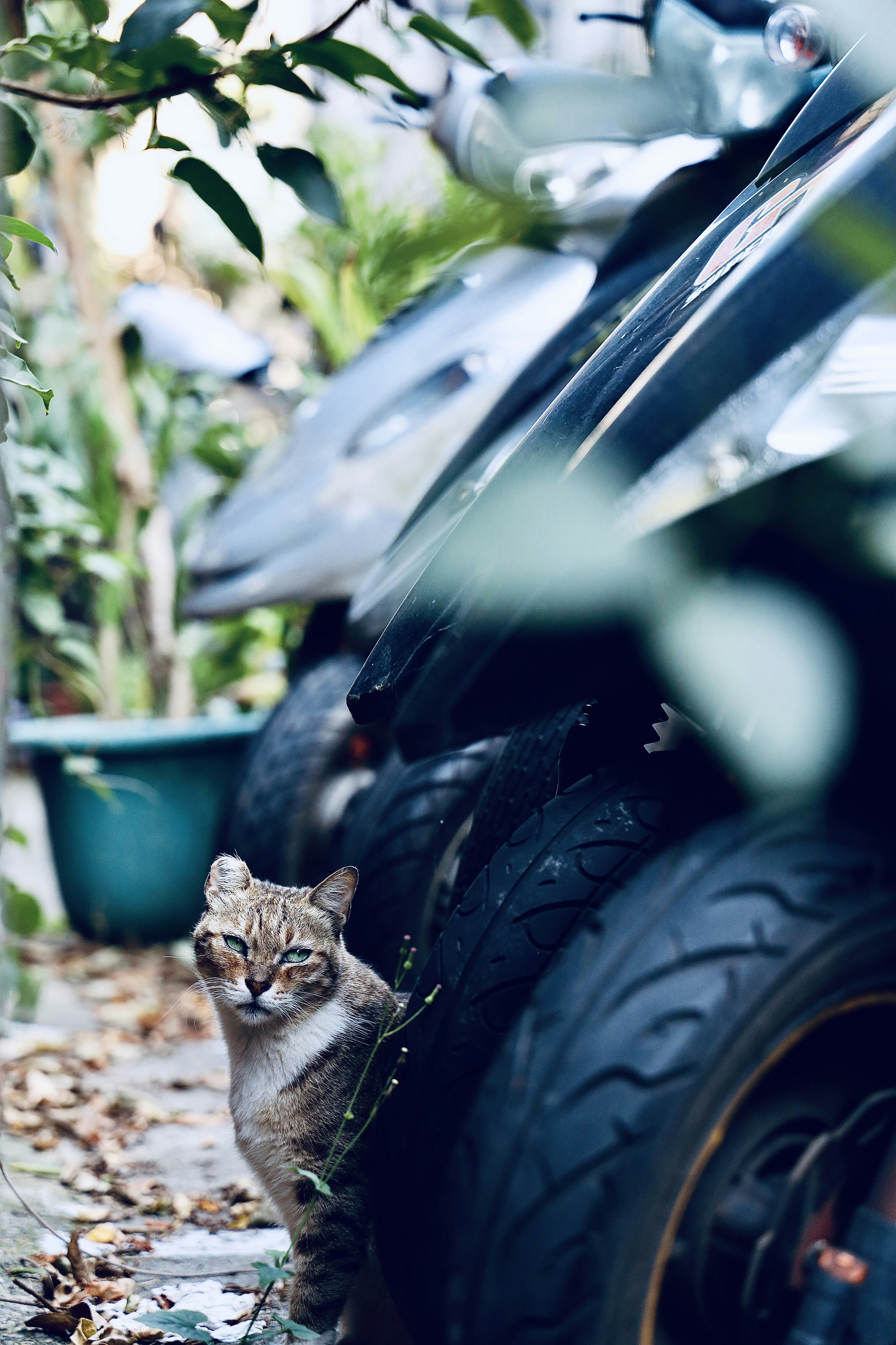 A curious cat peeks out from between parked scooters, surrounded by lush greenery. The scene captures a moment of urban tranquility.