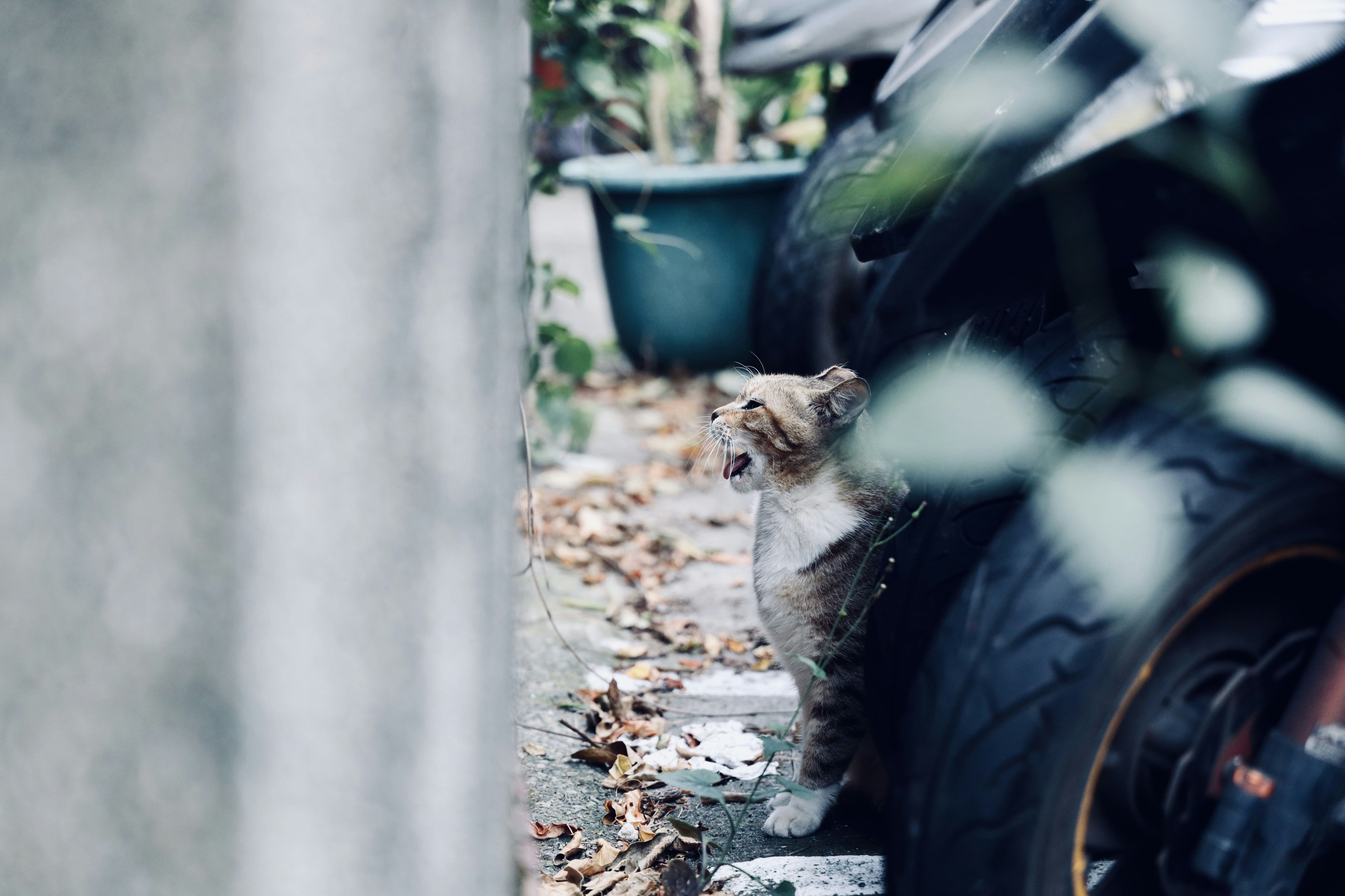 Curious Cat in the Narrow Gap Between Wall and Motorcycle Wheel