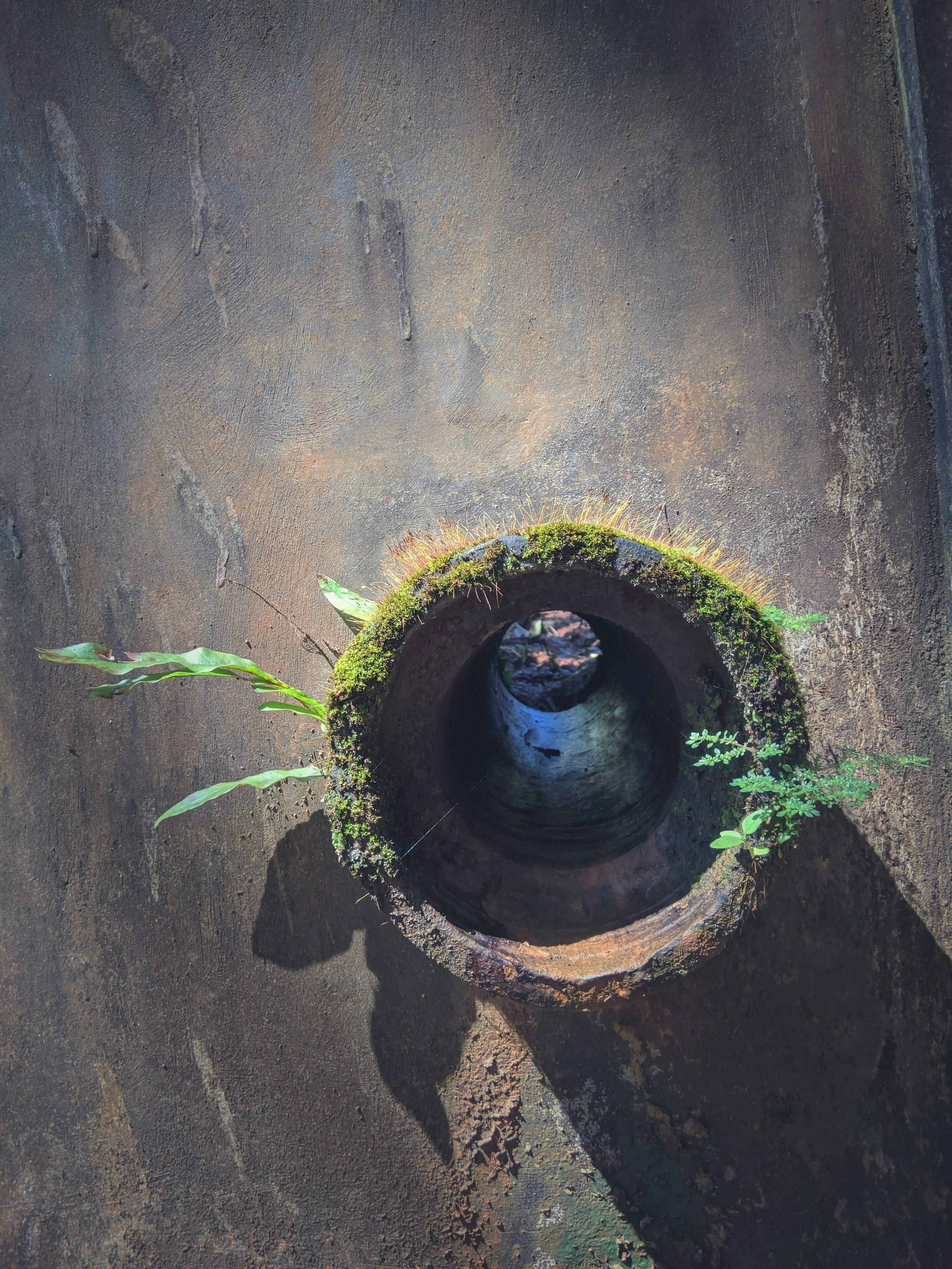 Moss-Clad Passage: A Weathered Pipe Framed by Foliage
