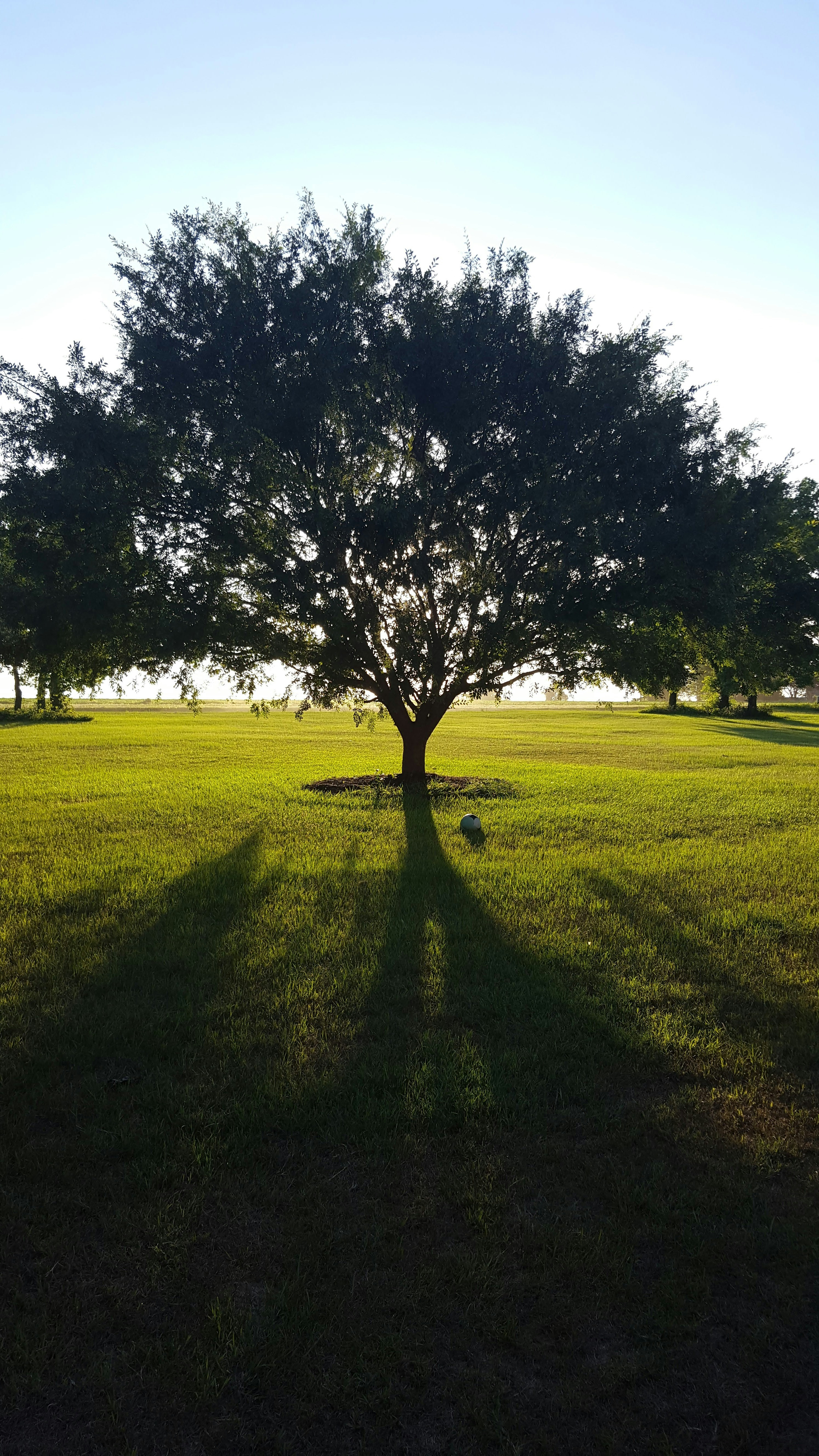 Green tree photo – Free Plant Image on Unsplash