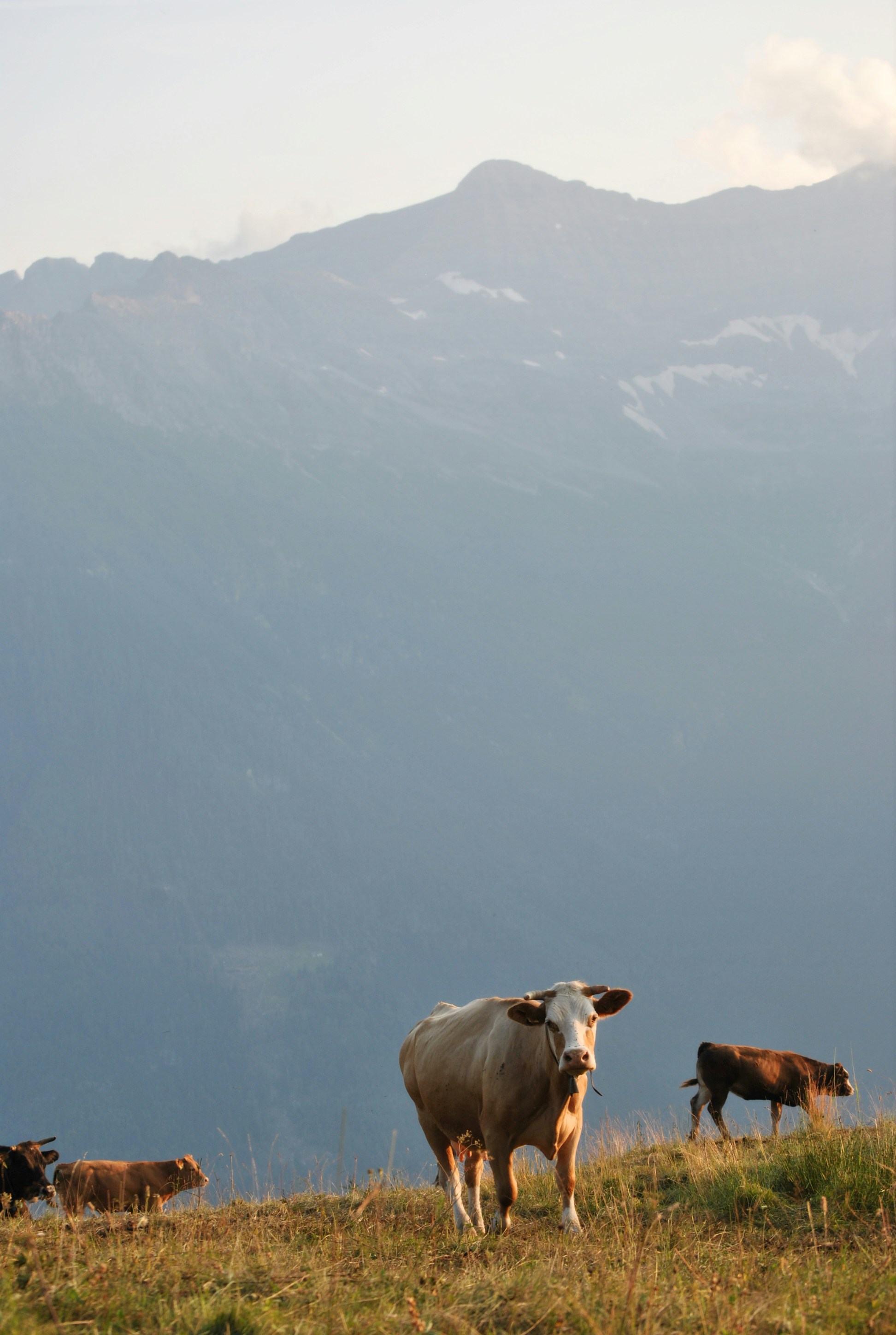 A cow stands prominently in a lush green pasture, with distant mountains softly blurred in the background. The warm light of sunset casts a gentle glow over the scene.