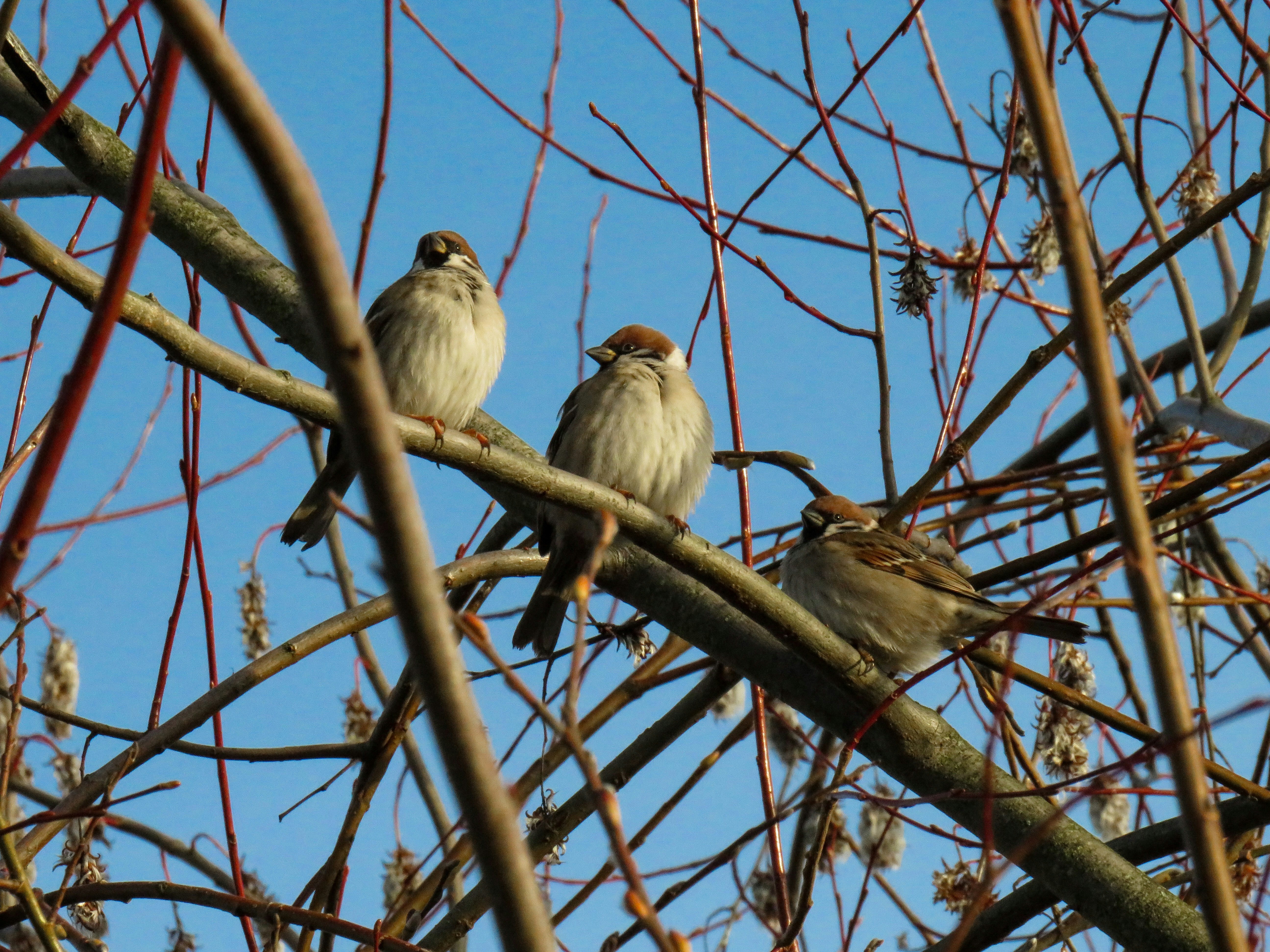 Three sparrows perched on a branch against a clear blue sky, surrounded by delicate twigs and budding foliage.