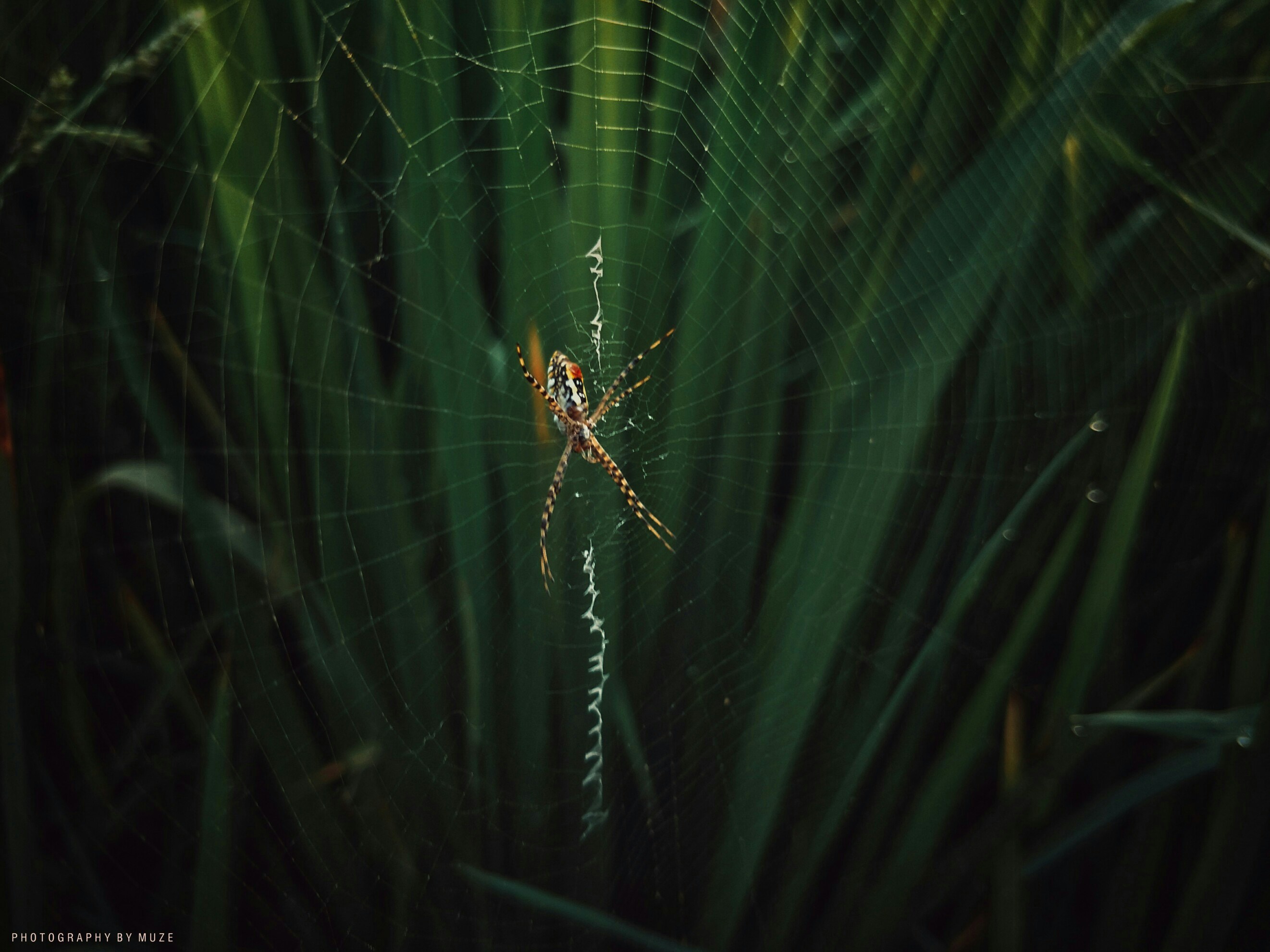Brown spider poised on its web against vibrant green foliage.