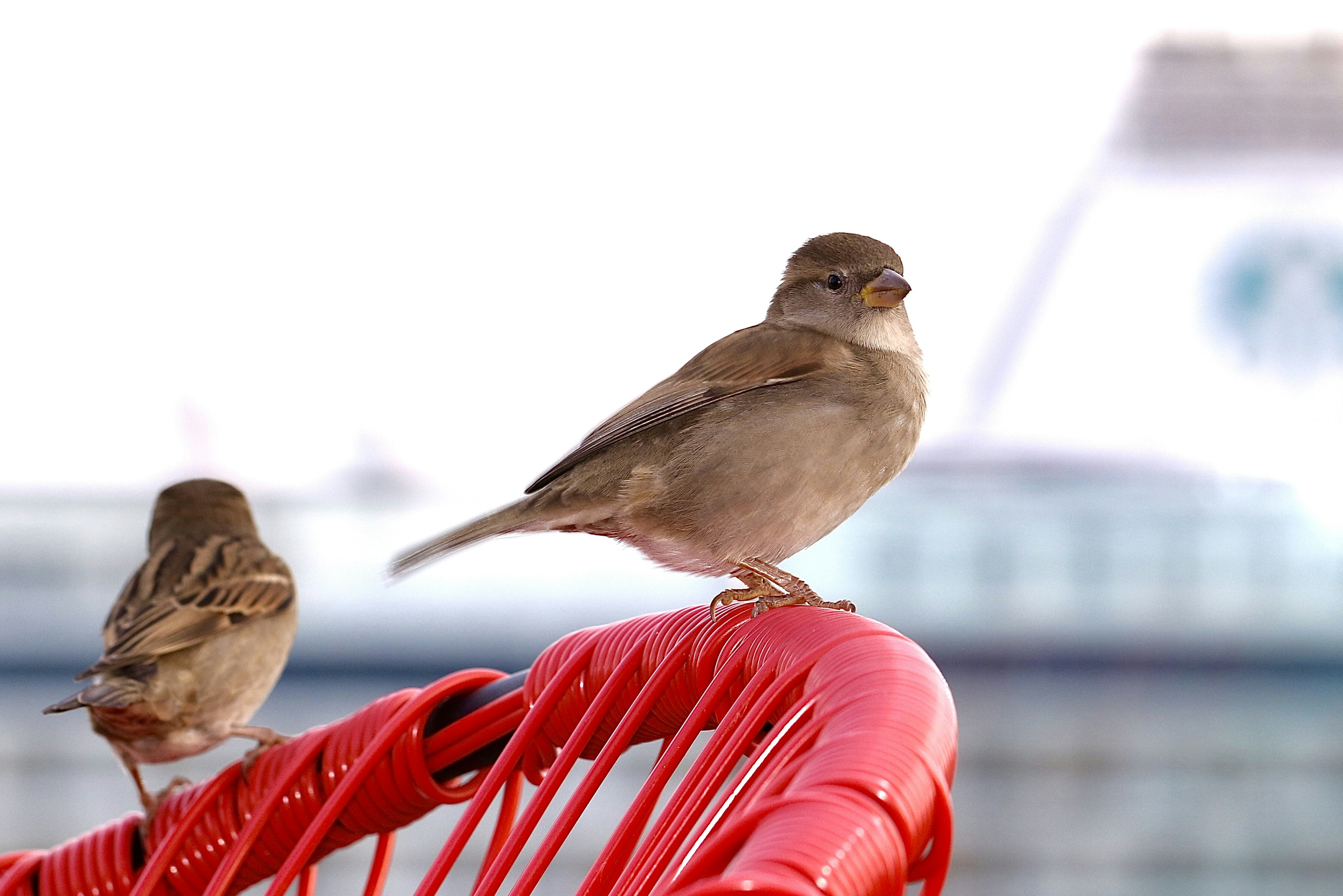 Perched on a vivid crimson rail, a pair of sparrows survey the scene