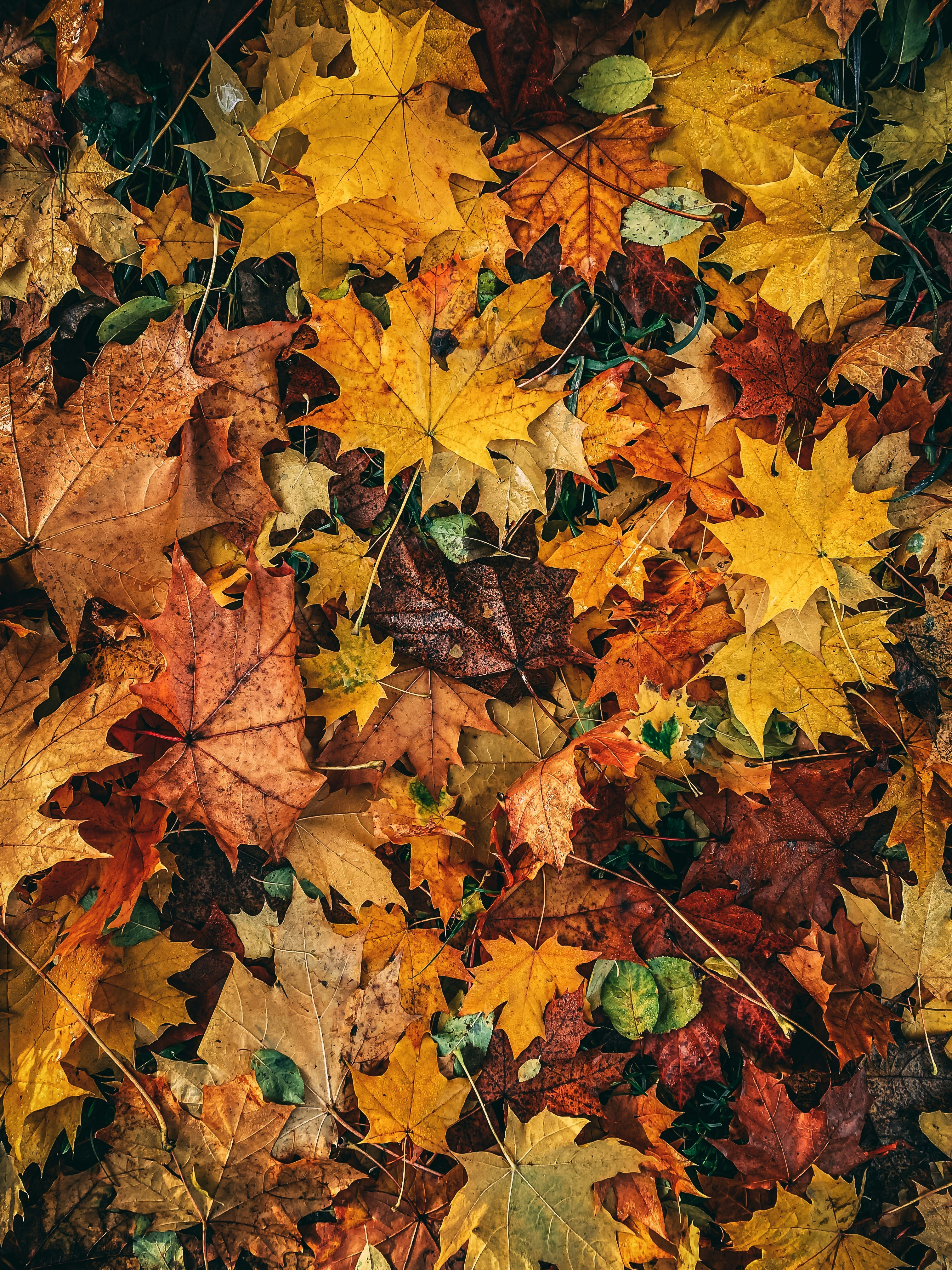 Pile of assorted leaves photo – Free Nature Image on Unsplash