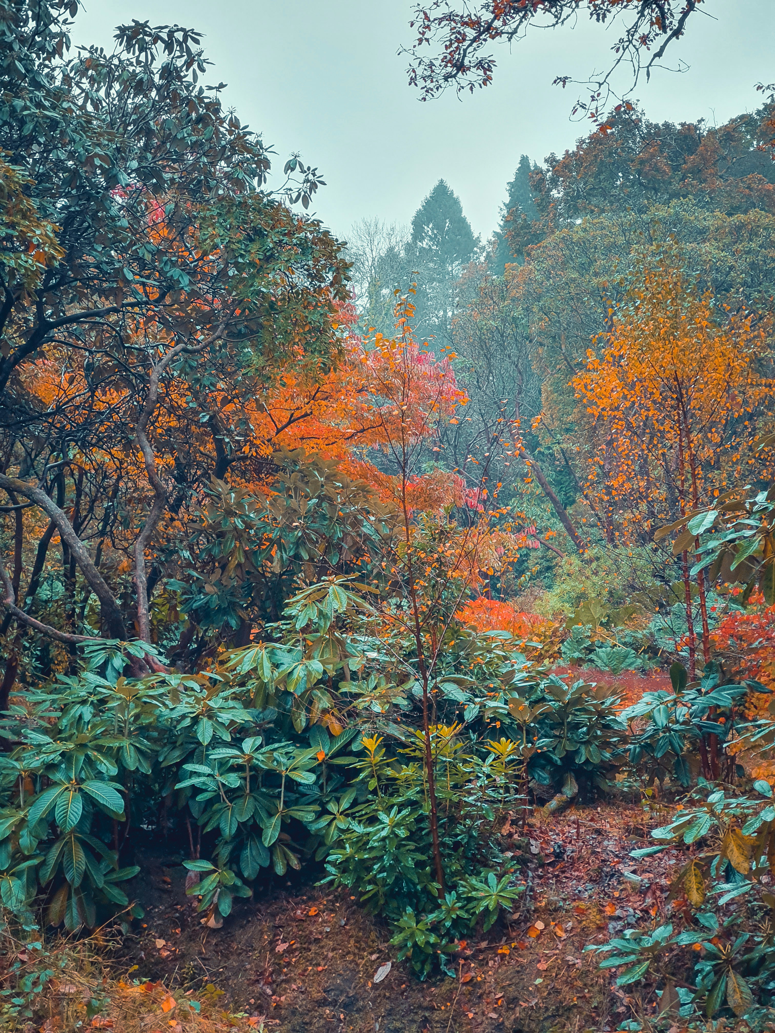 Ember Canopy Over Green Understory: A Quiet Autumn Walk