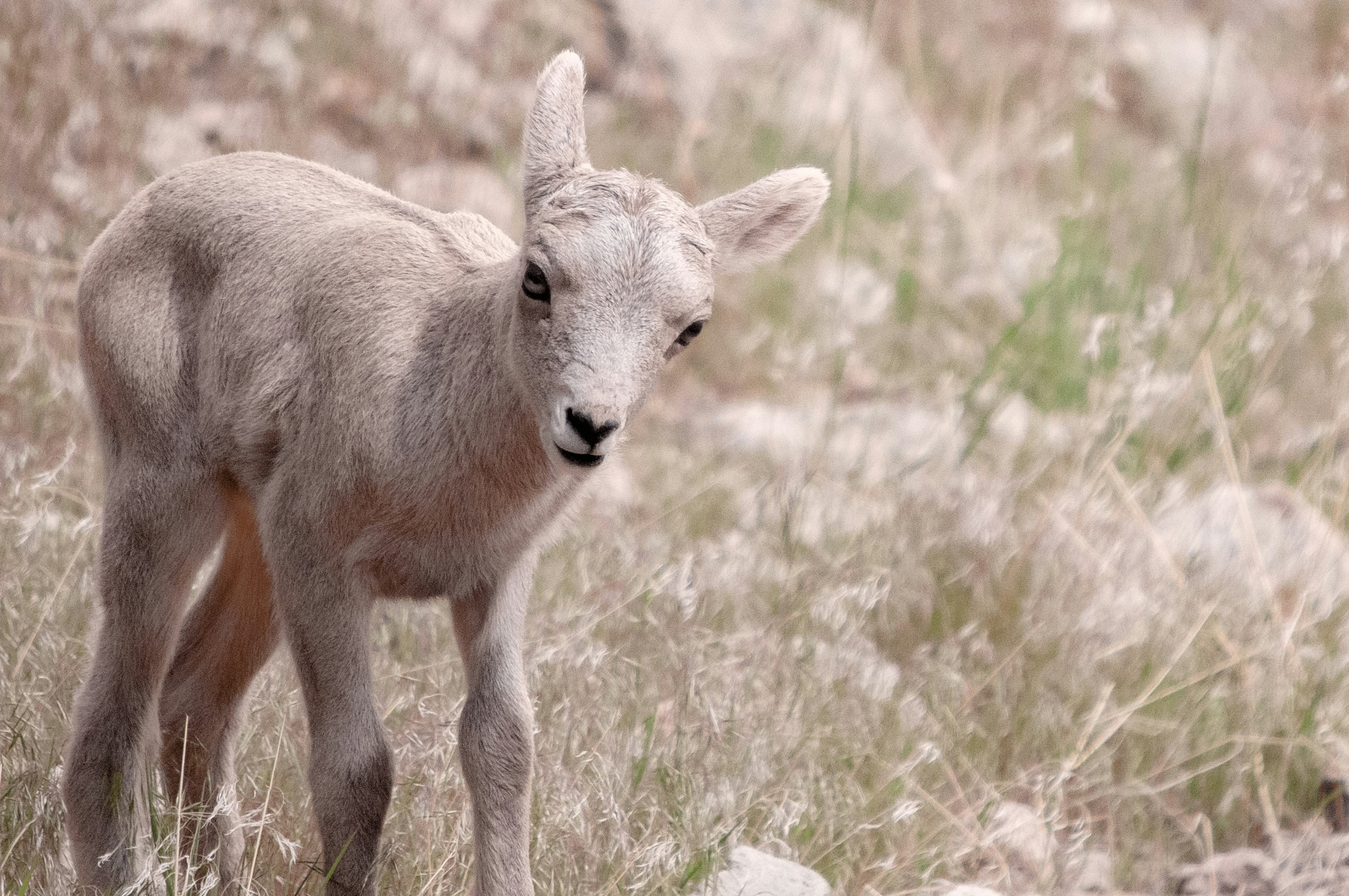 Gray goat kid on grass photo – Free Animal Image on Unsplash