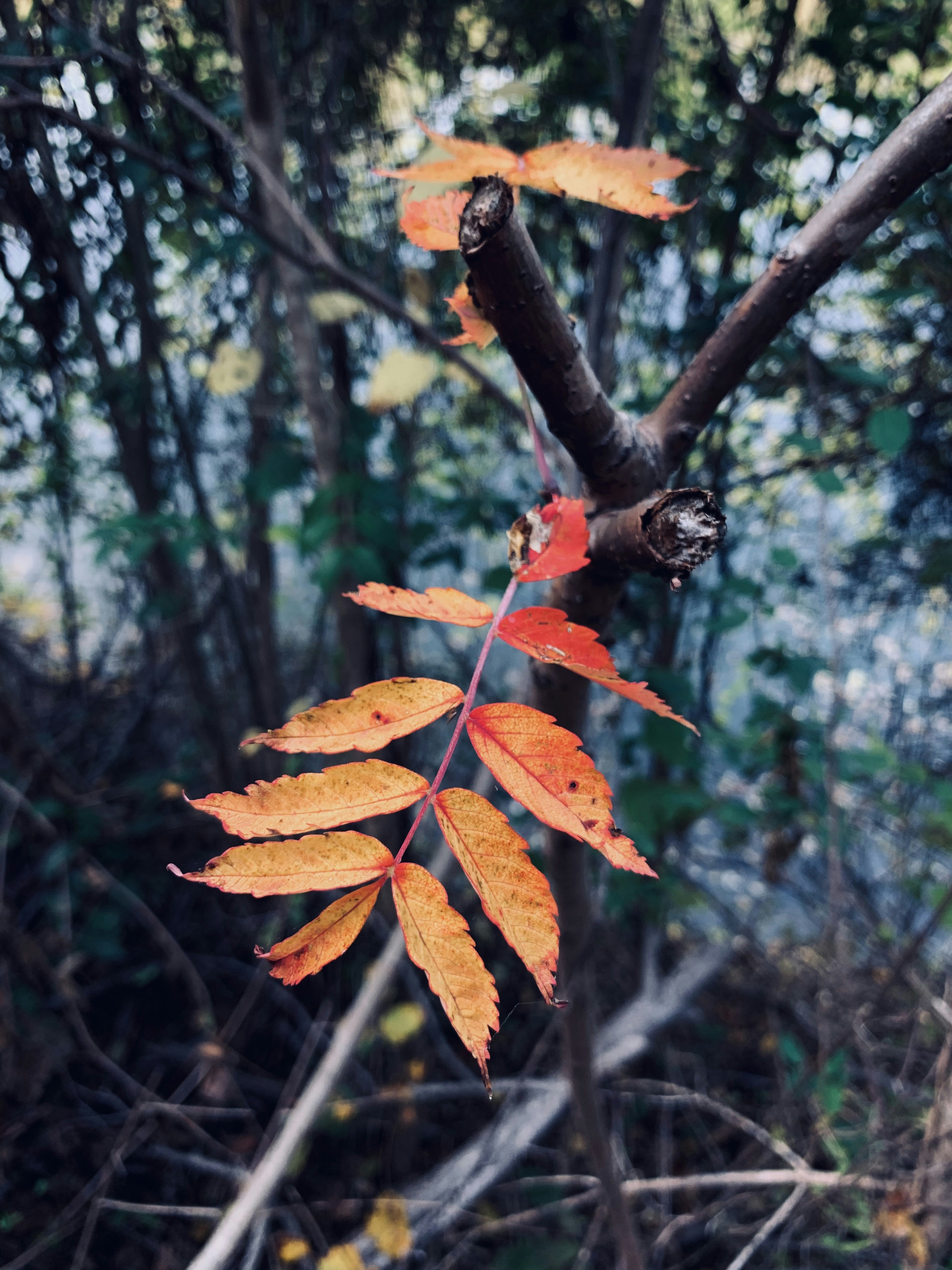 Crimson Leaf Cluster on a Quiet Branch Against Dim Forest