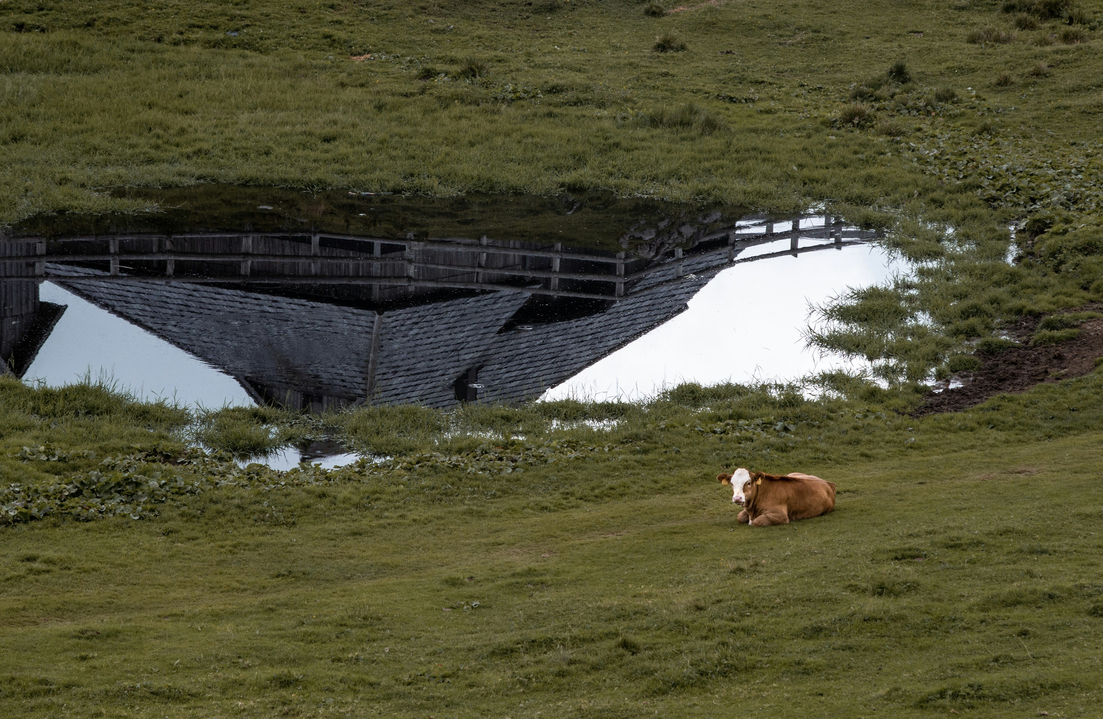 Hillside Interlude: A Brown Cow Beneath a Mirrorlike Roofscape