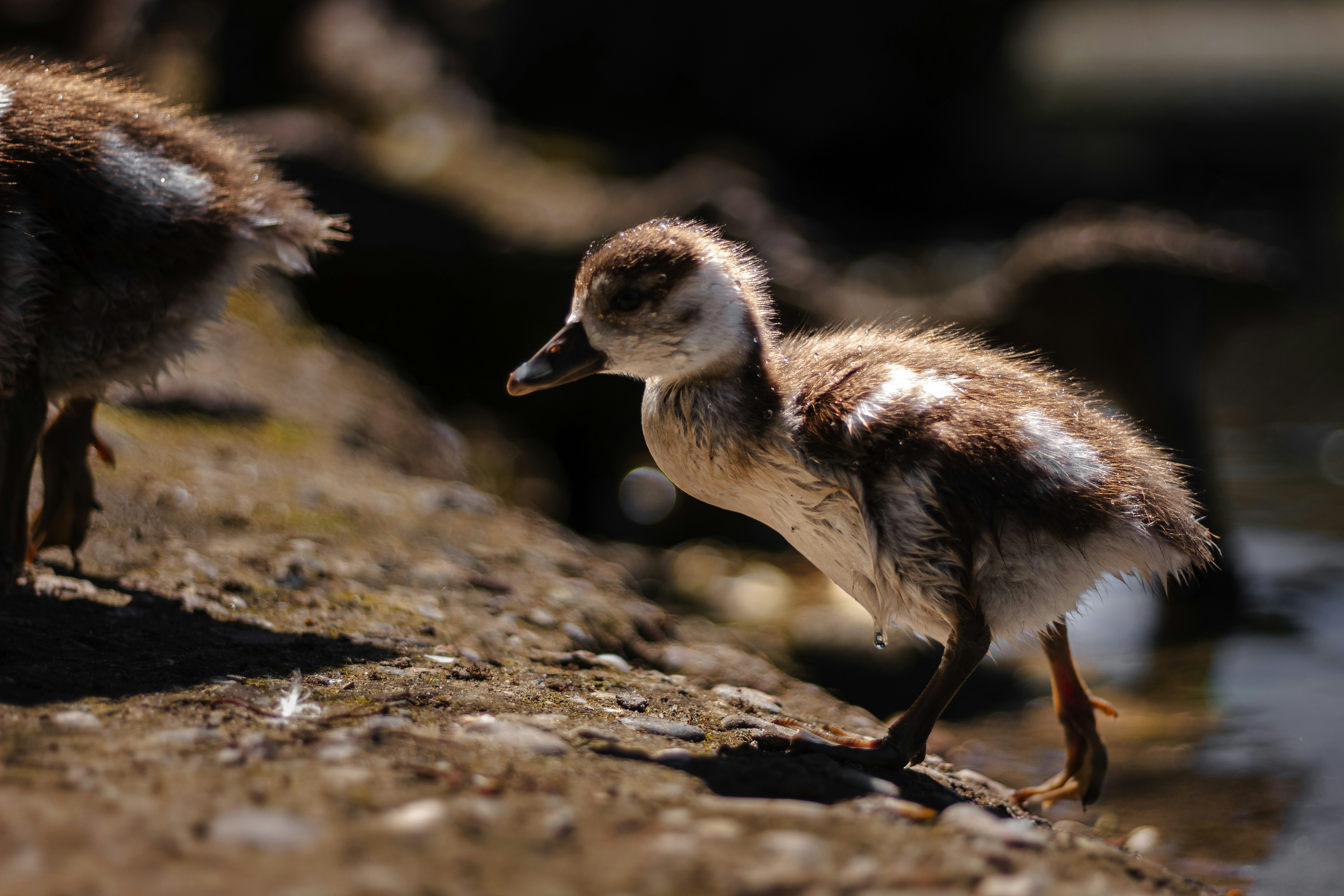 Brown and white duckling photo – Free Cologne Image on Unsplash