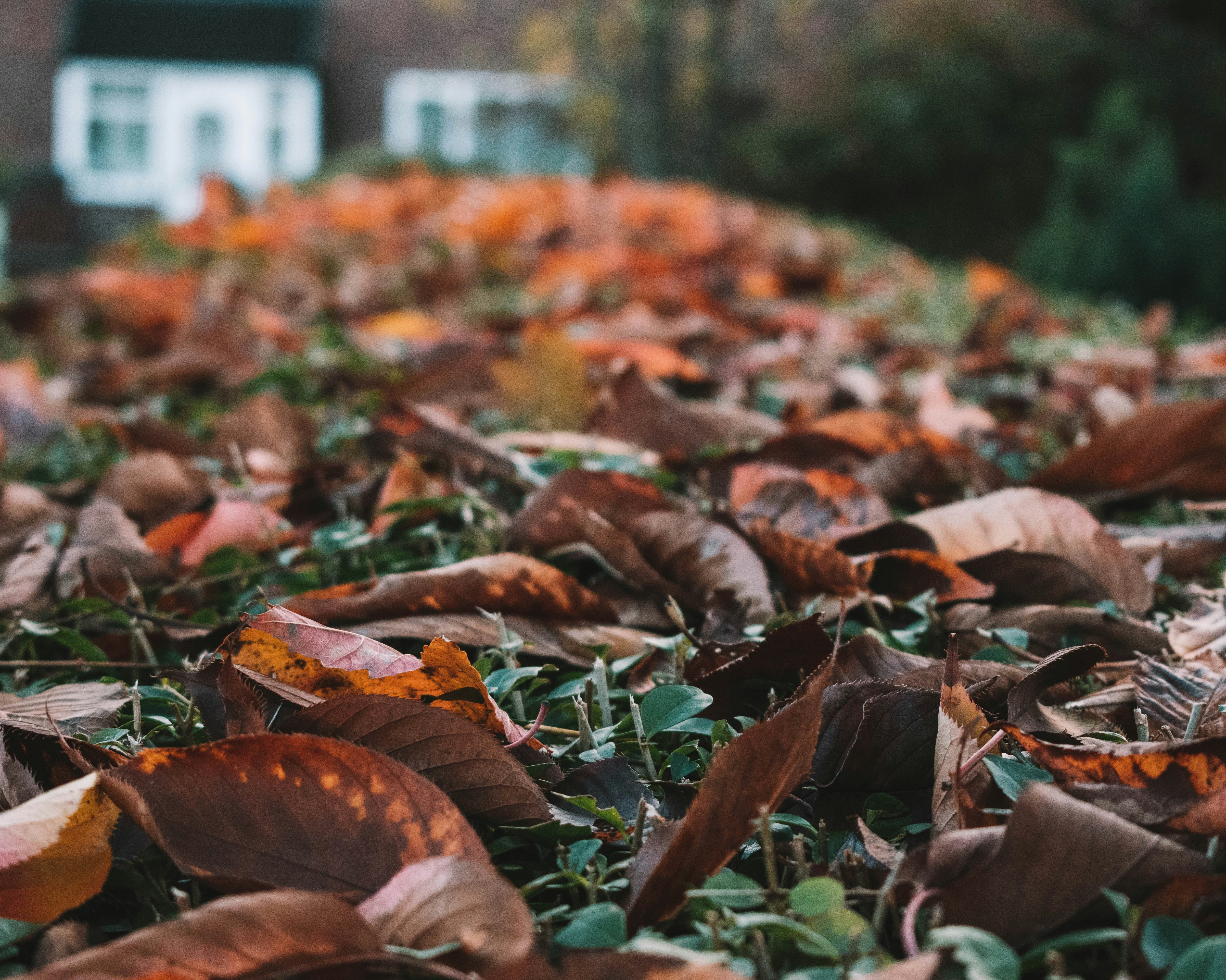 Autumn's Ground-Level Tapestry: Leaves in Focus, Suburban Blur