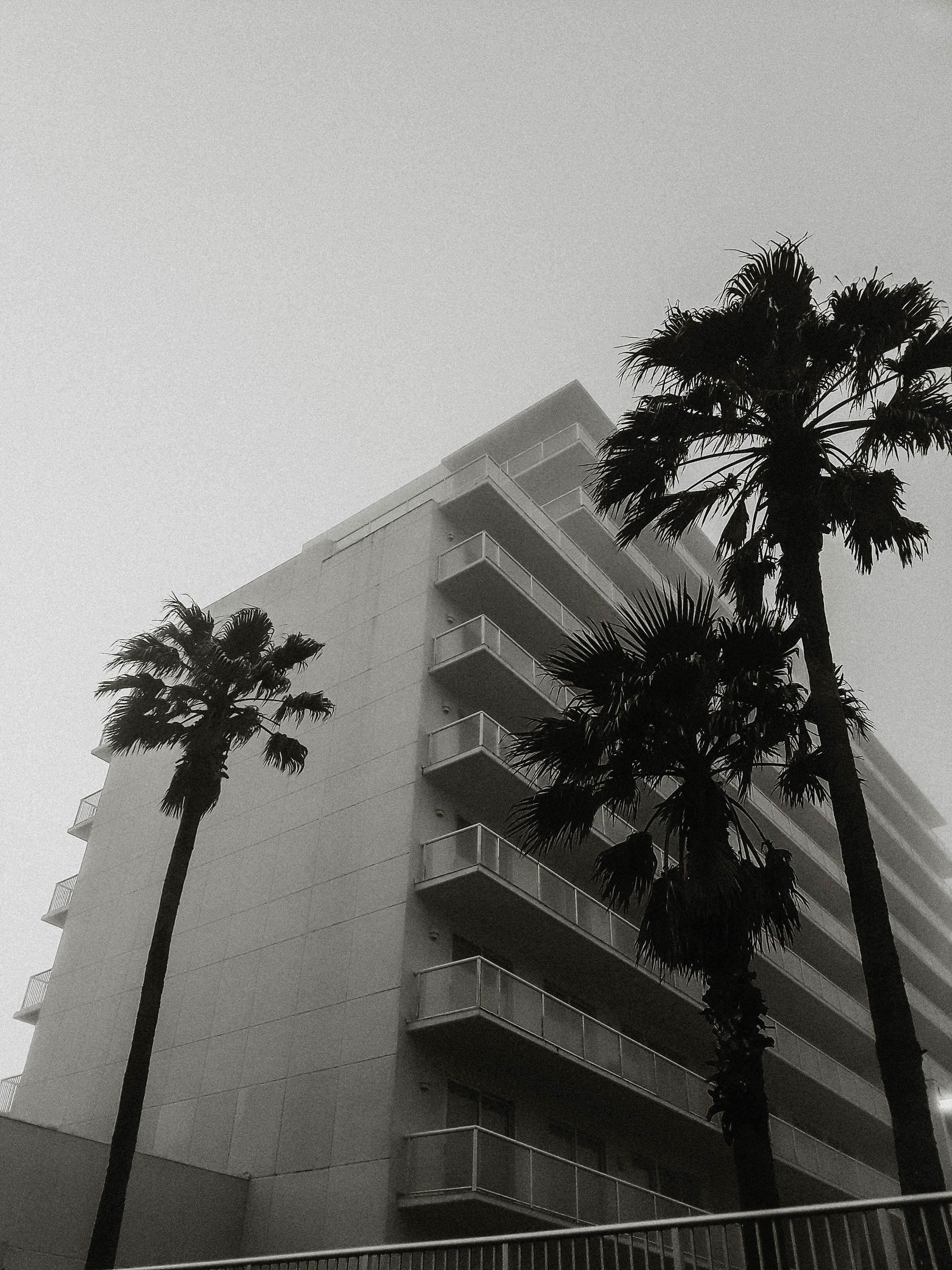 Palm Shadows on a Modern Facade