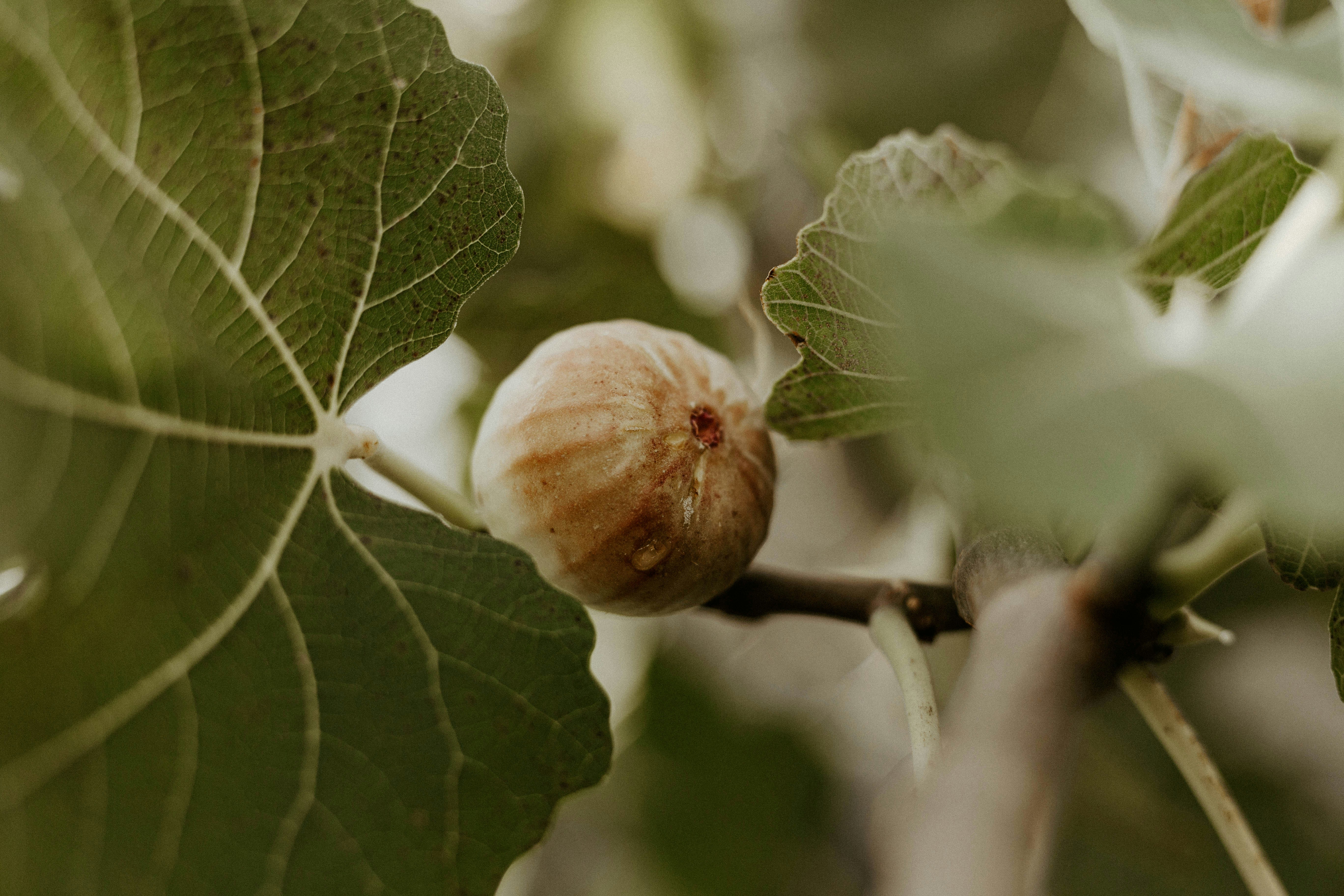 Fig in Focus: A Gossamer-Soft Close-Up of a Fig Leafed Moment