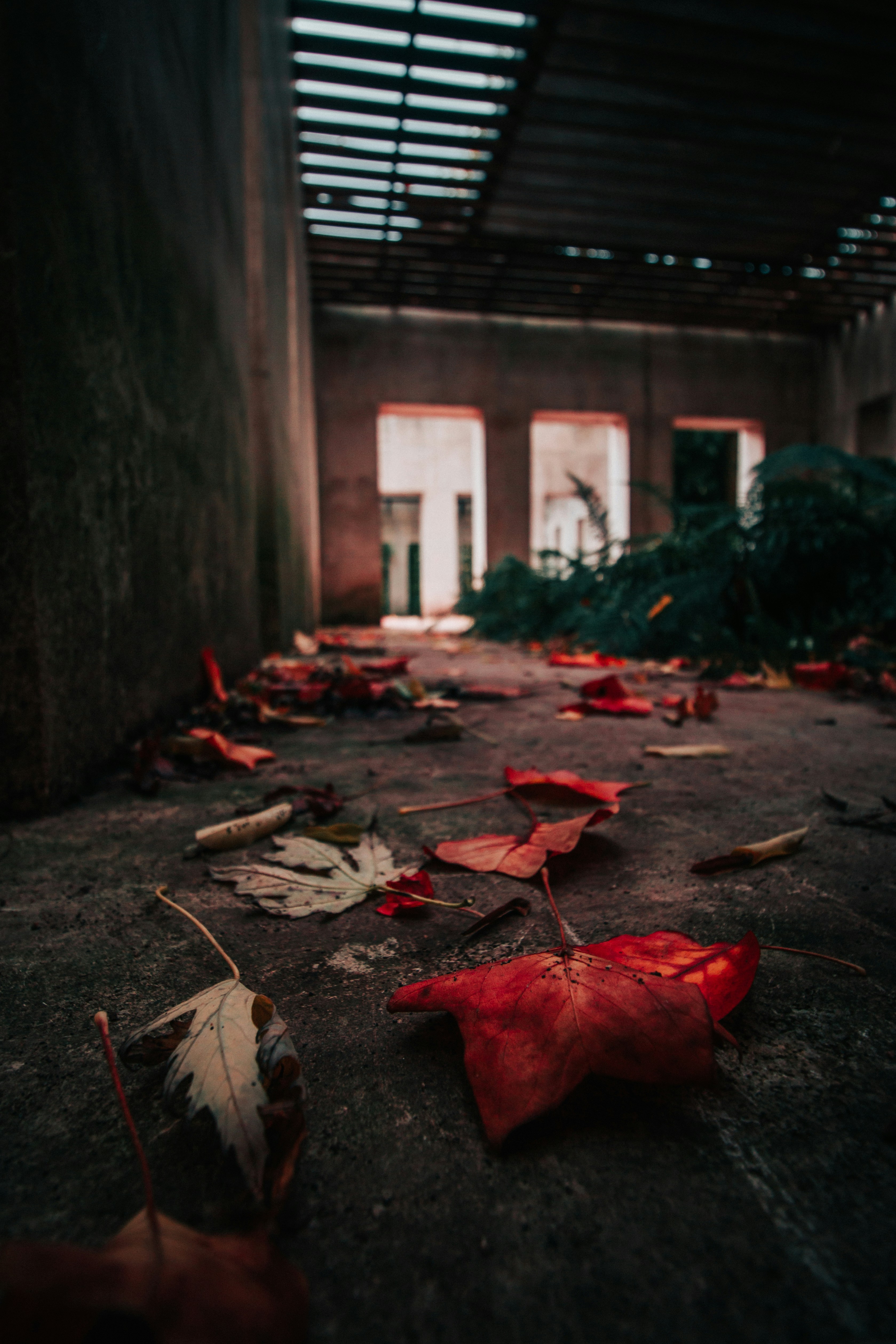 Crimson Leaves on a Silent Concrete Corridor