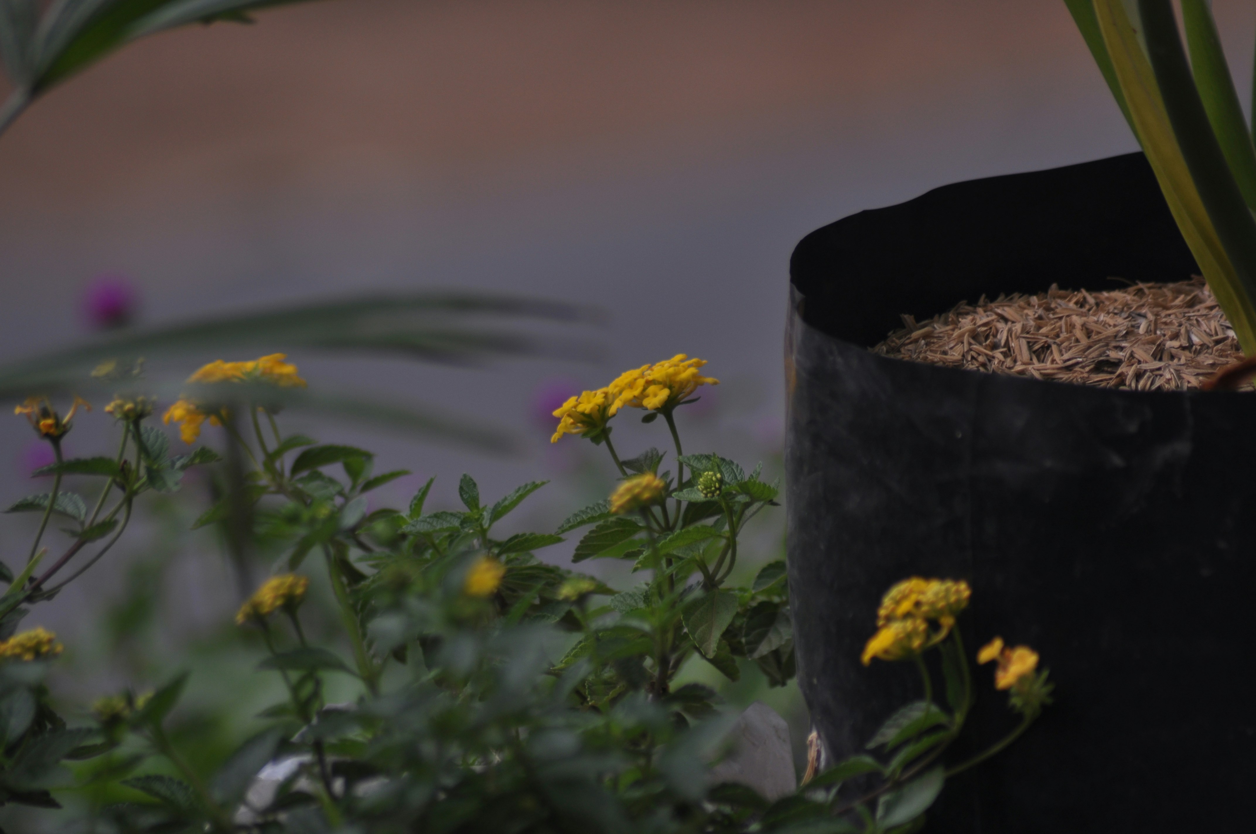 Yellow flowers in a garden with a plant pot in the background under soft lighting.