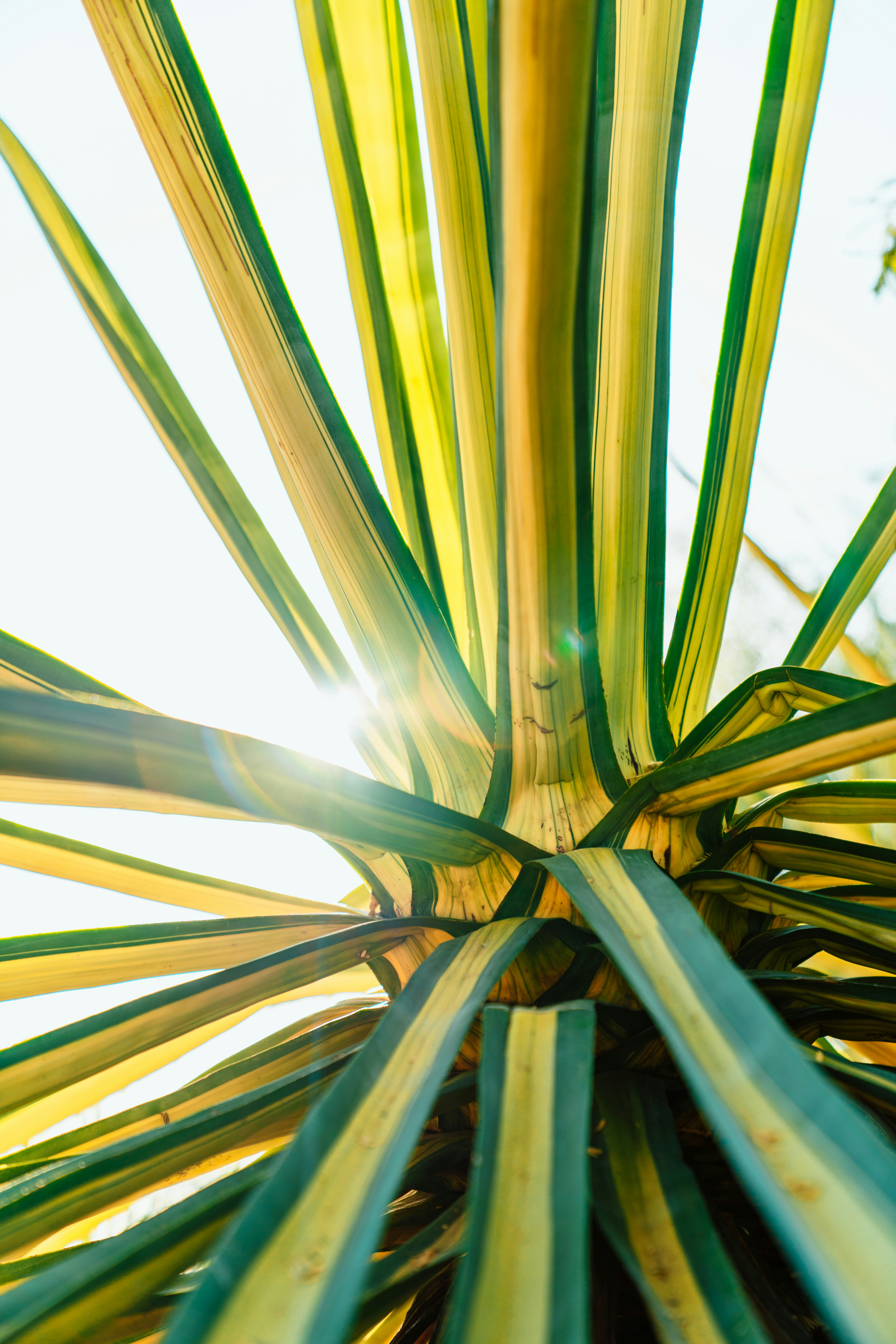 Sunburst at the Plant's Core: Striped Leaves Converge in Backlit Radiance