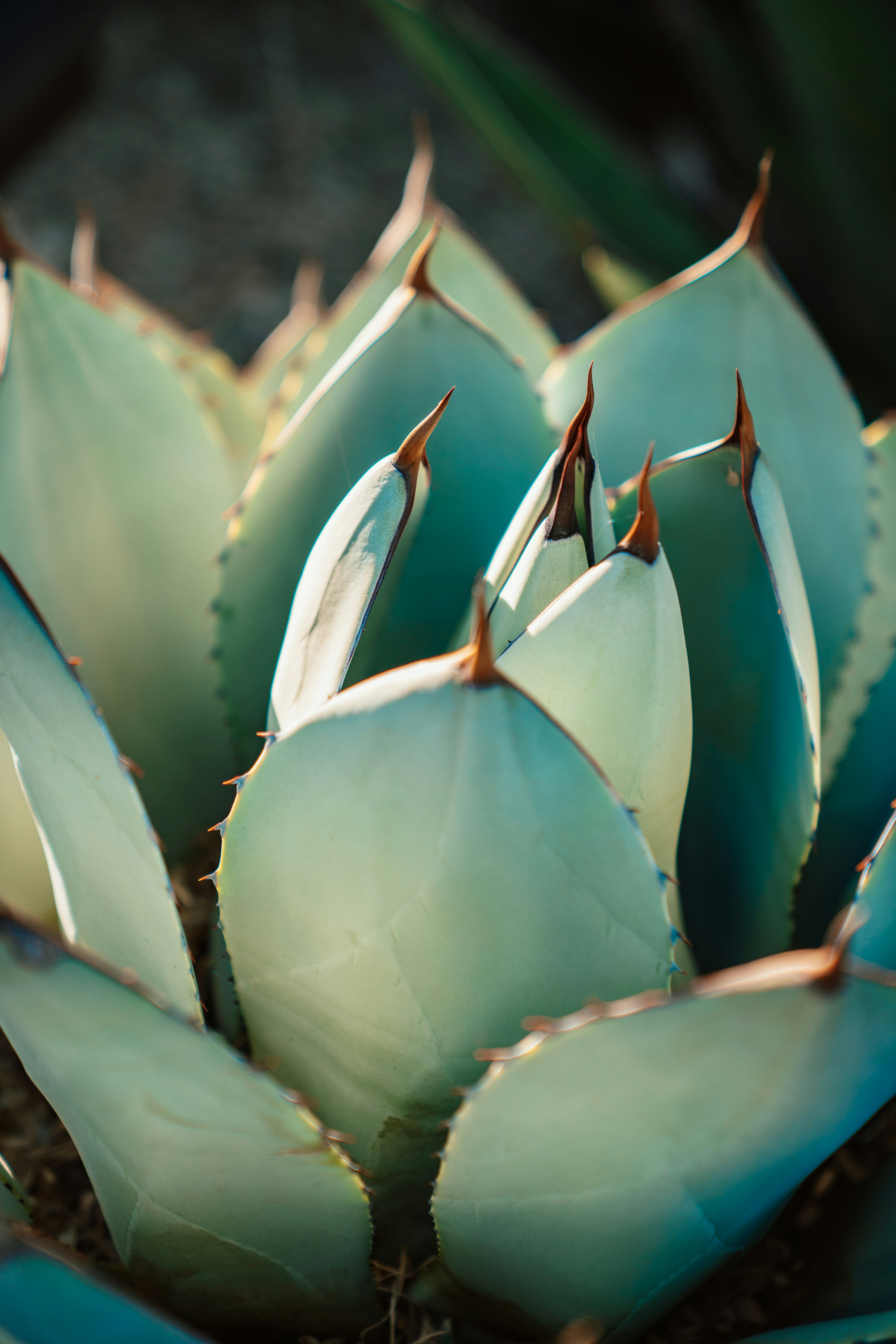 Close-up of agave plants showcasing their unique, pointed leaves in a vibrant green hue. The intricate arrangement highlights the natural symmetry and texture of the foliage.