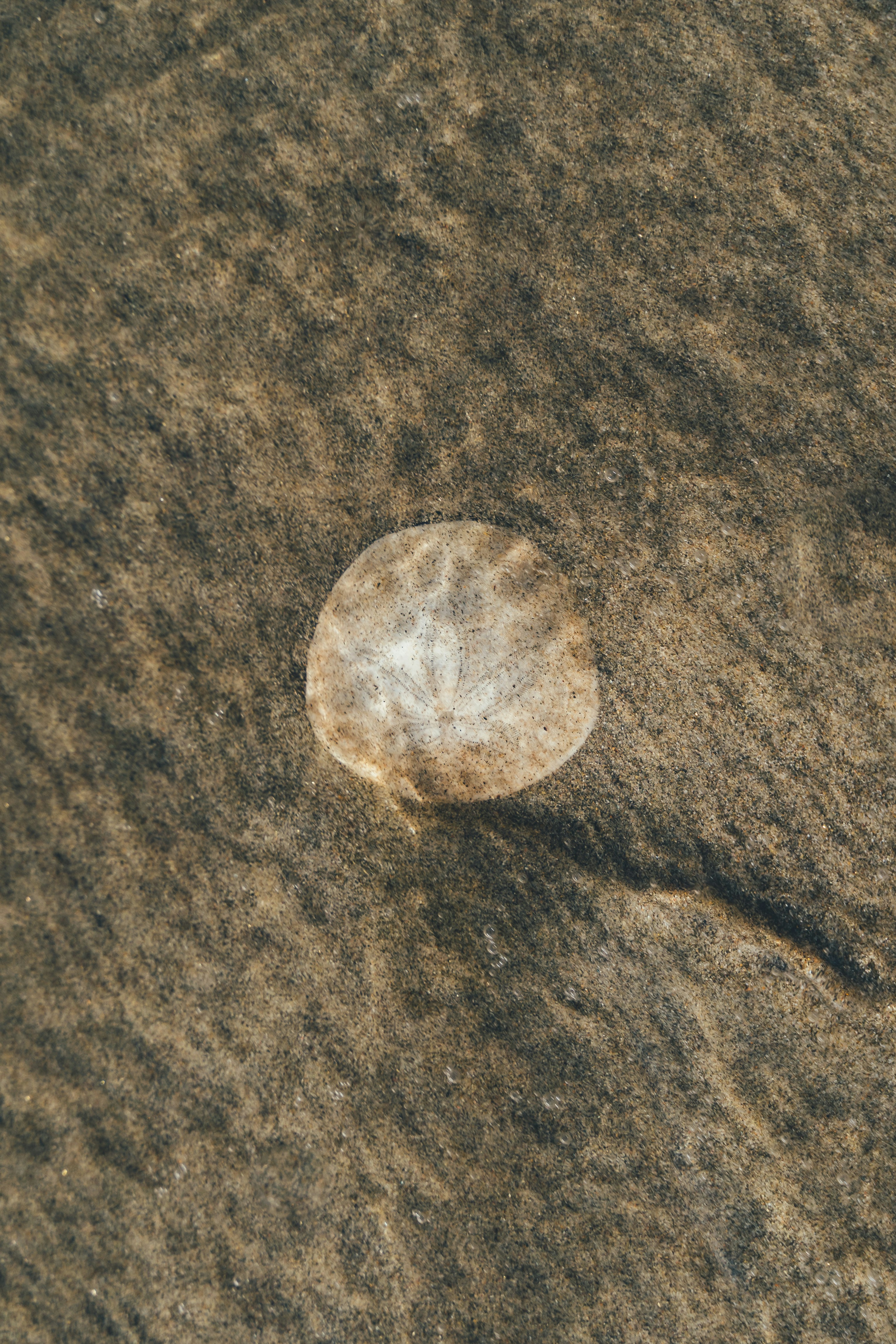 A translucent jellyfish resting on sandy ocean floor, showcasing delicate patterns and textures. The subtle interplay of light enhances its ethereal beauty.