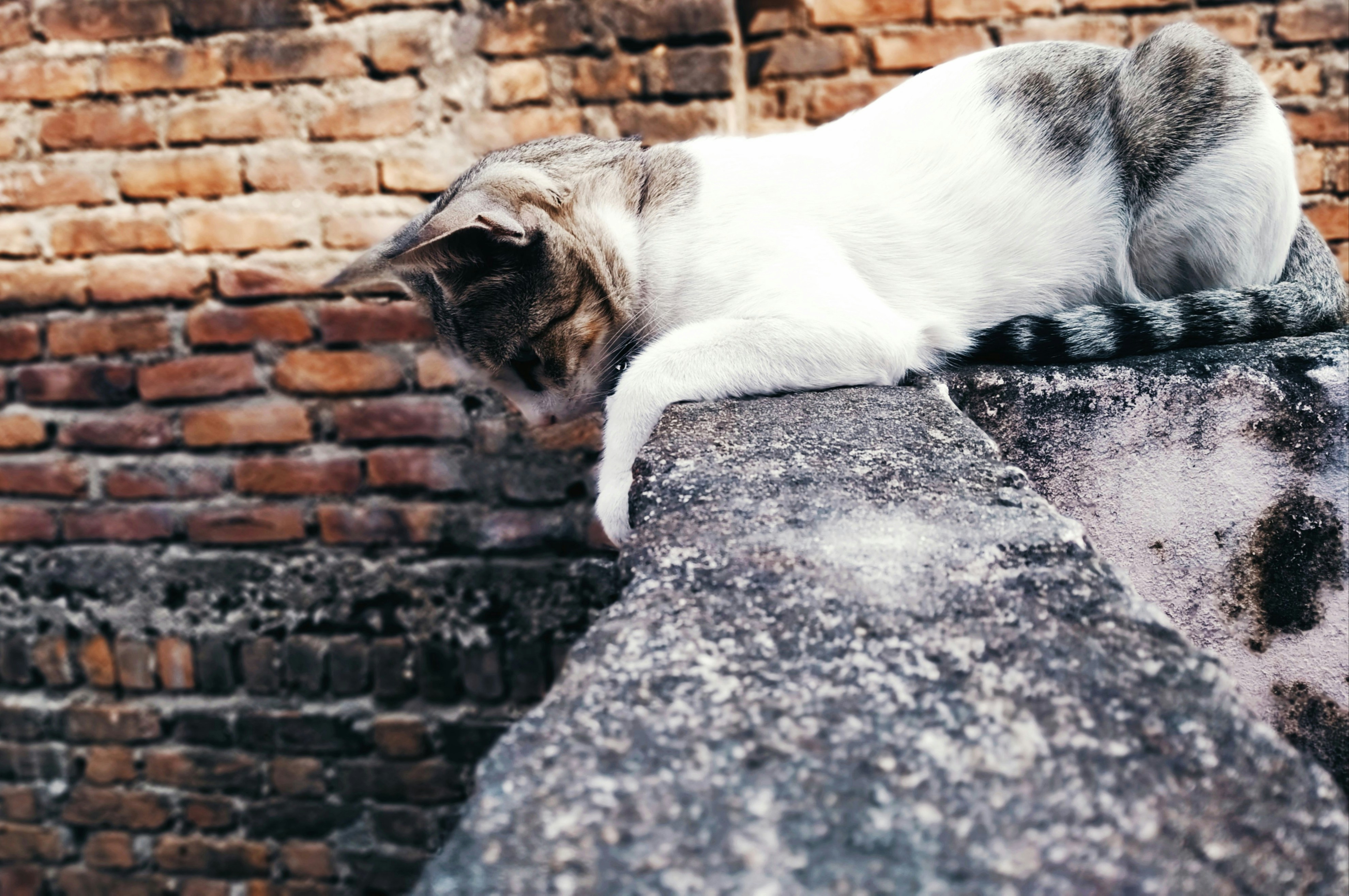 A white cat lounges along a sunlit brick ledge, paw dangling over the edge, with weathered brick and rough stone framing the scene.