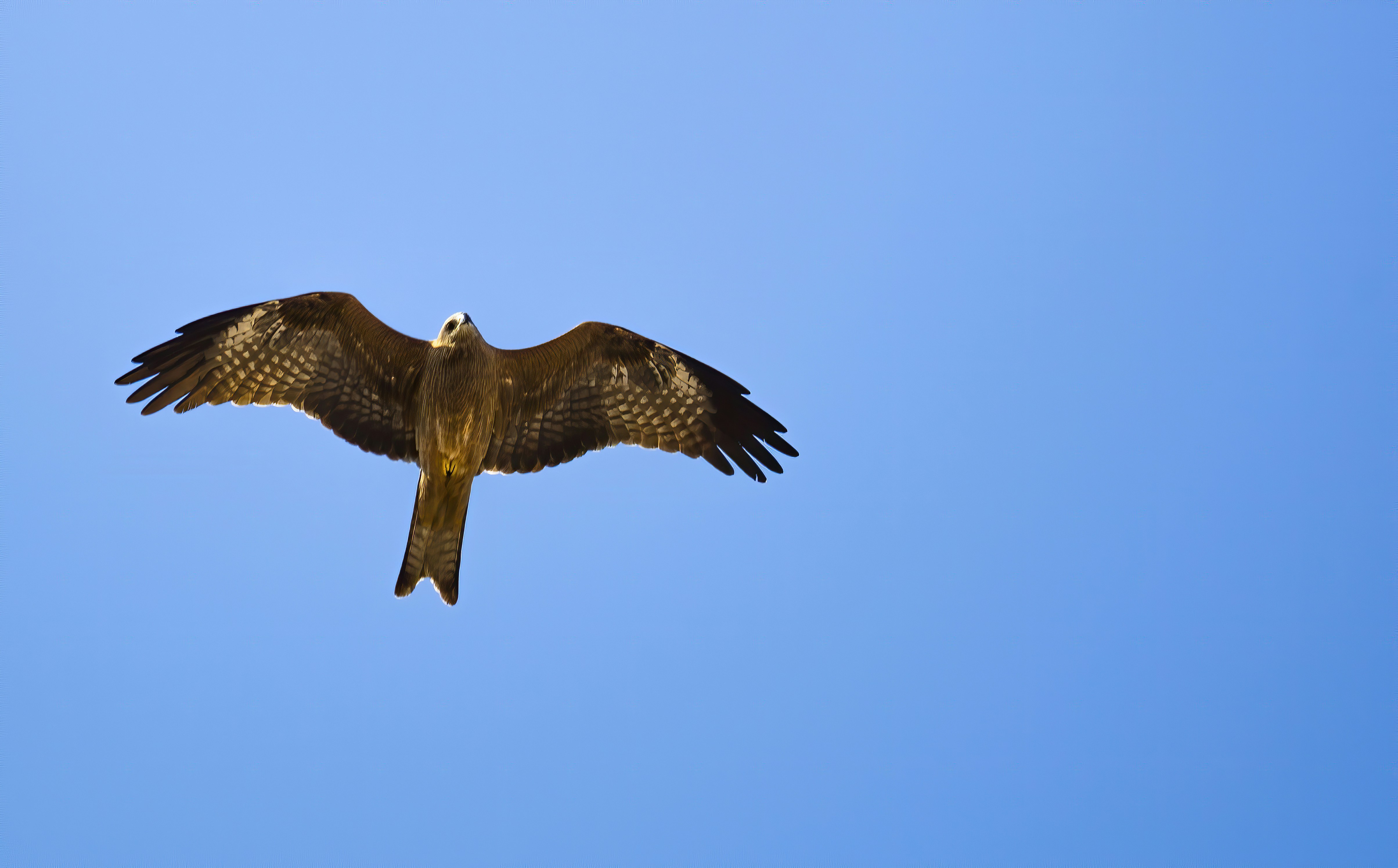 Low-angle photography of brown falcon on air photo – Free Animal Image ...