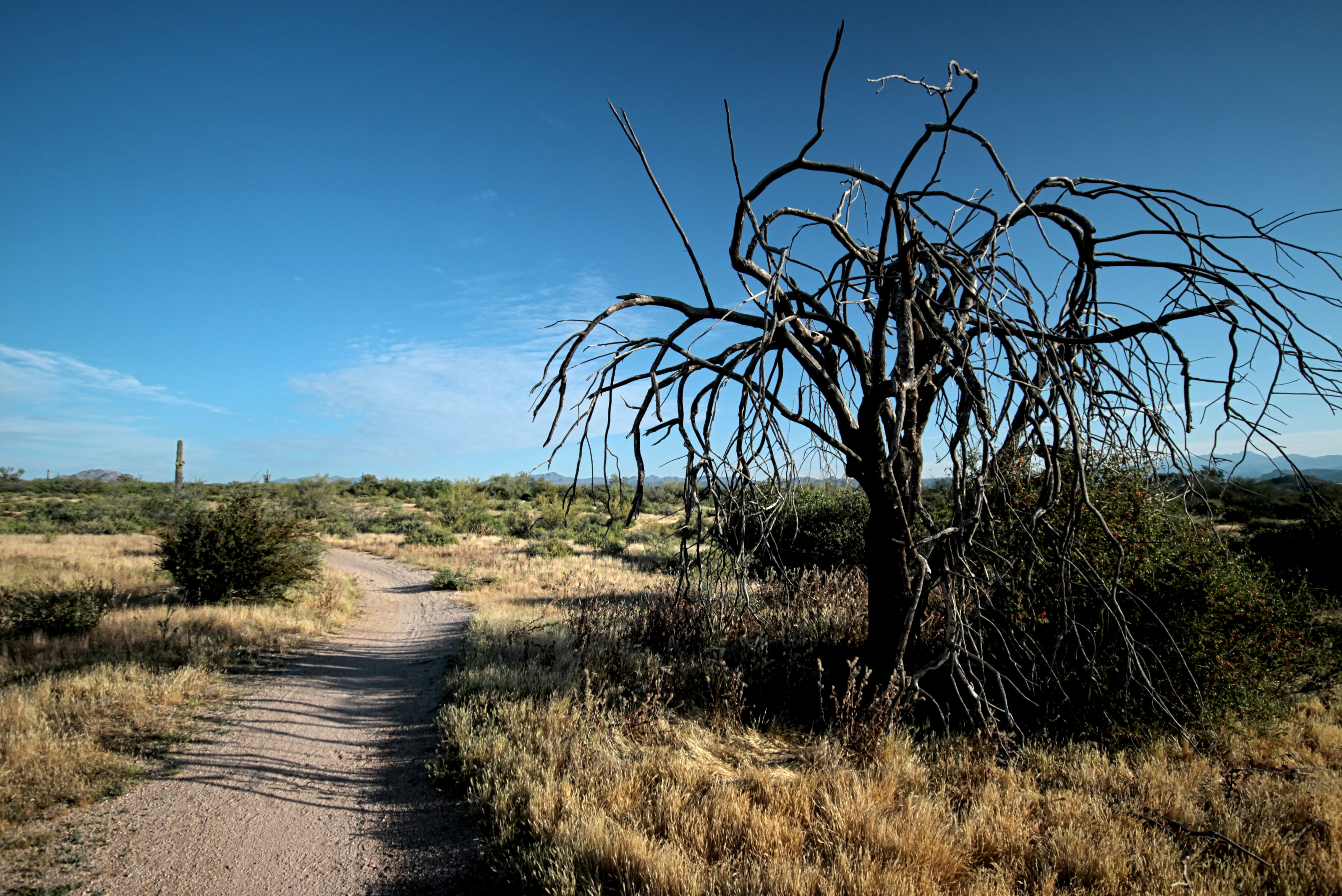 Desolate Tree and Winding Path under a Wide Desert Sky