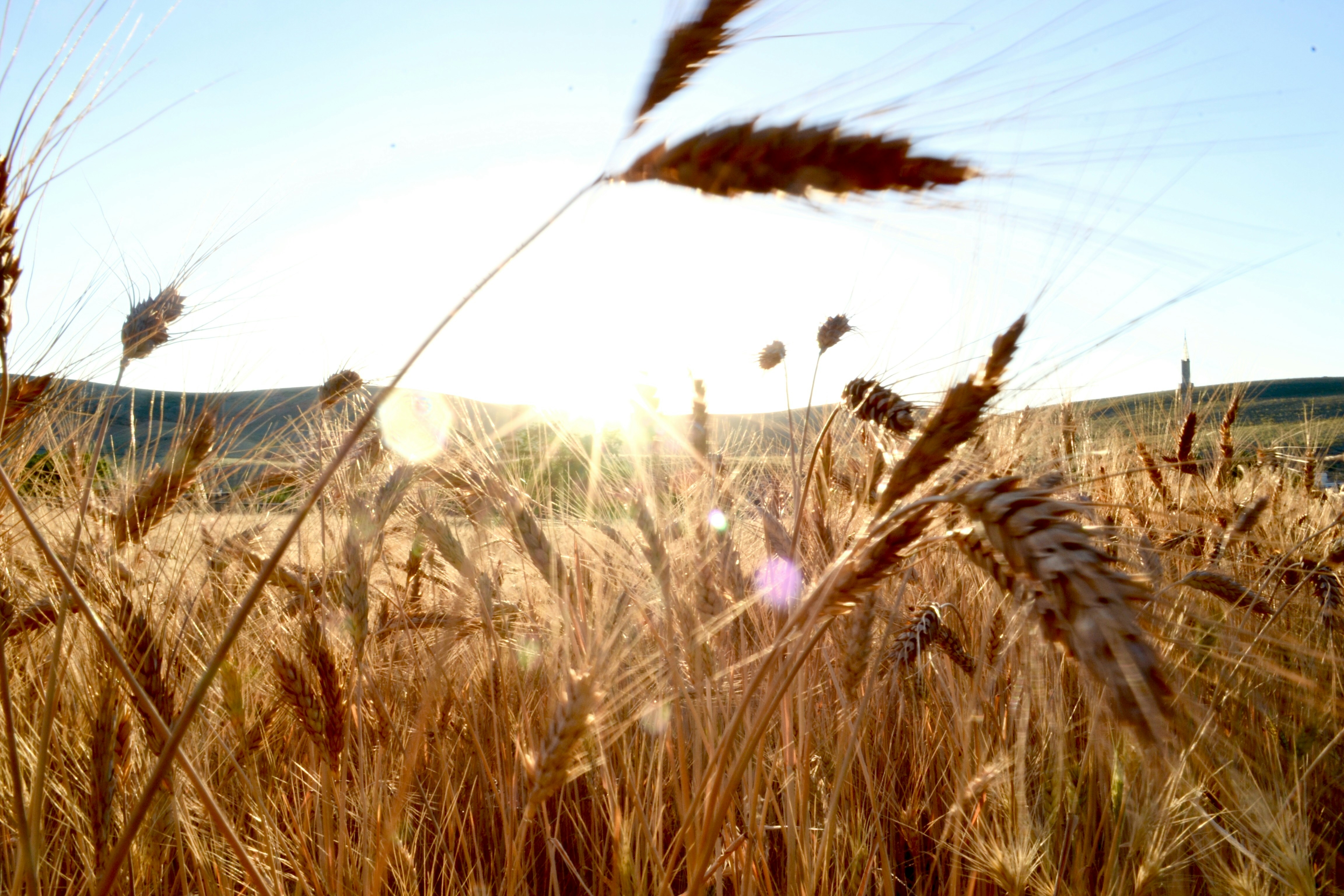 Brown wheat field foto – Imagen de Trigo gratuita en Unsplash