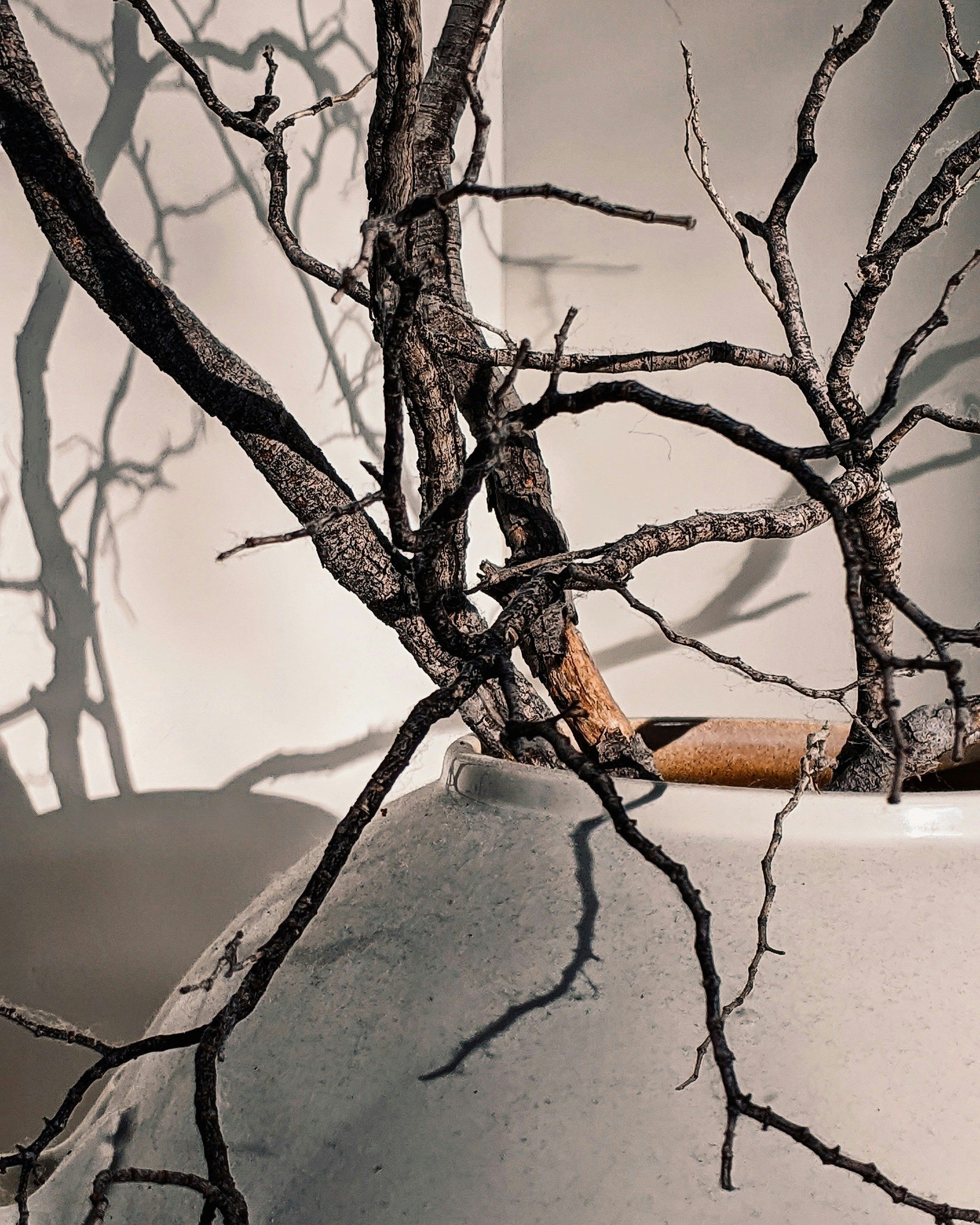 Brown leafless tree photo – Free Plant Image on Unsplash