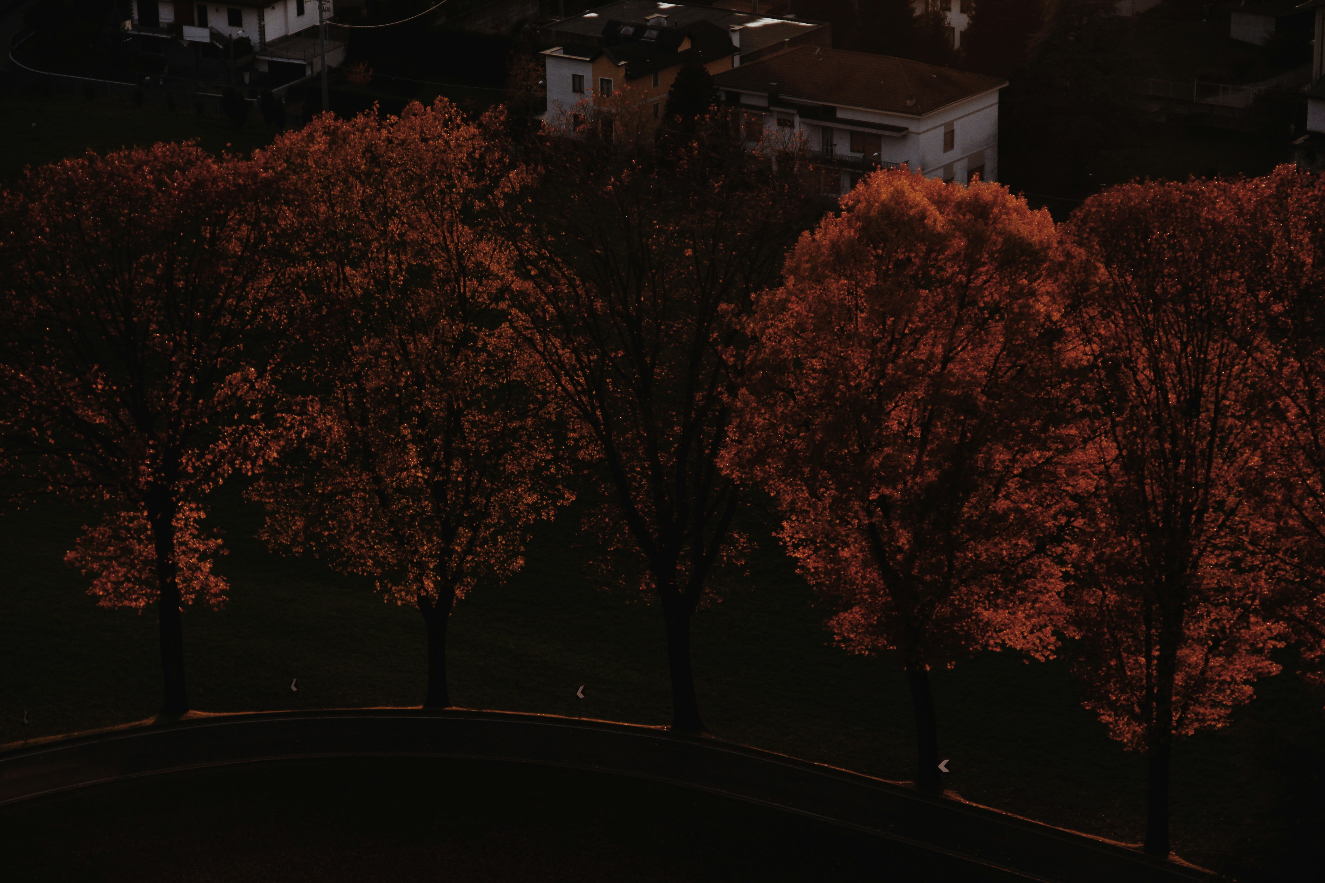 Crimson Canopy along a Crescent Road at Night