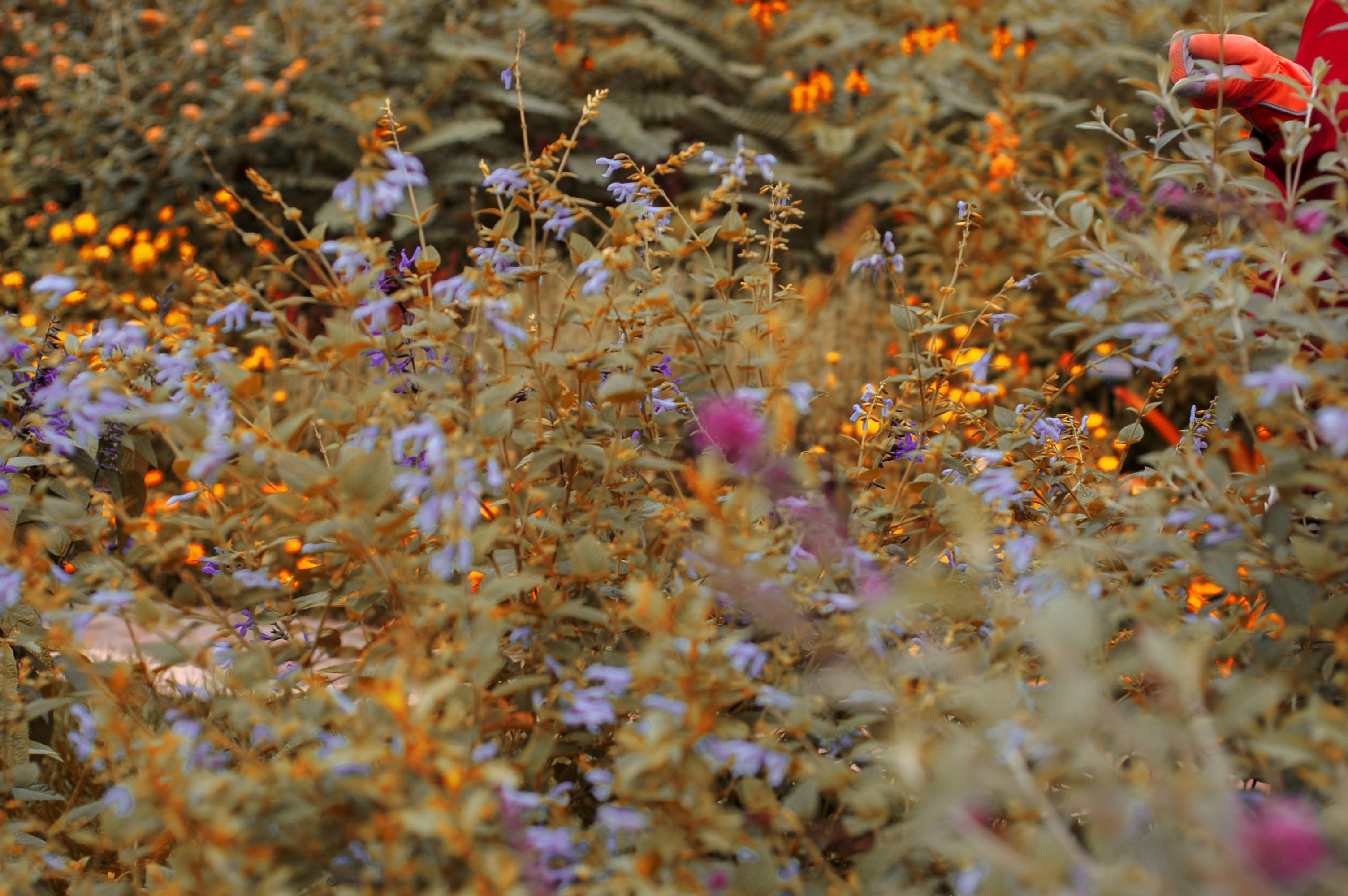 yellow petaled flower