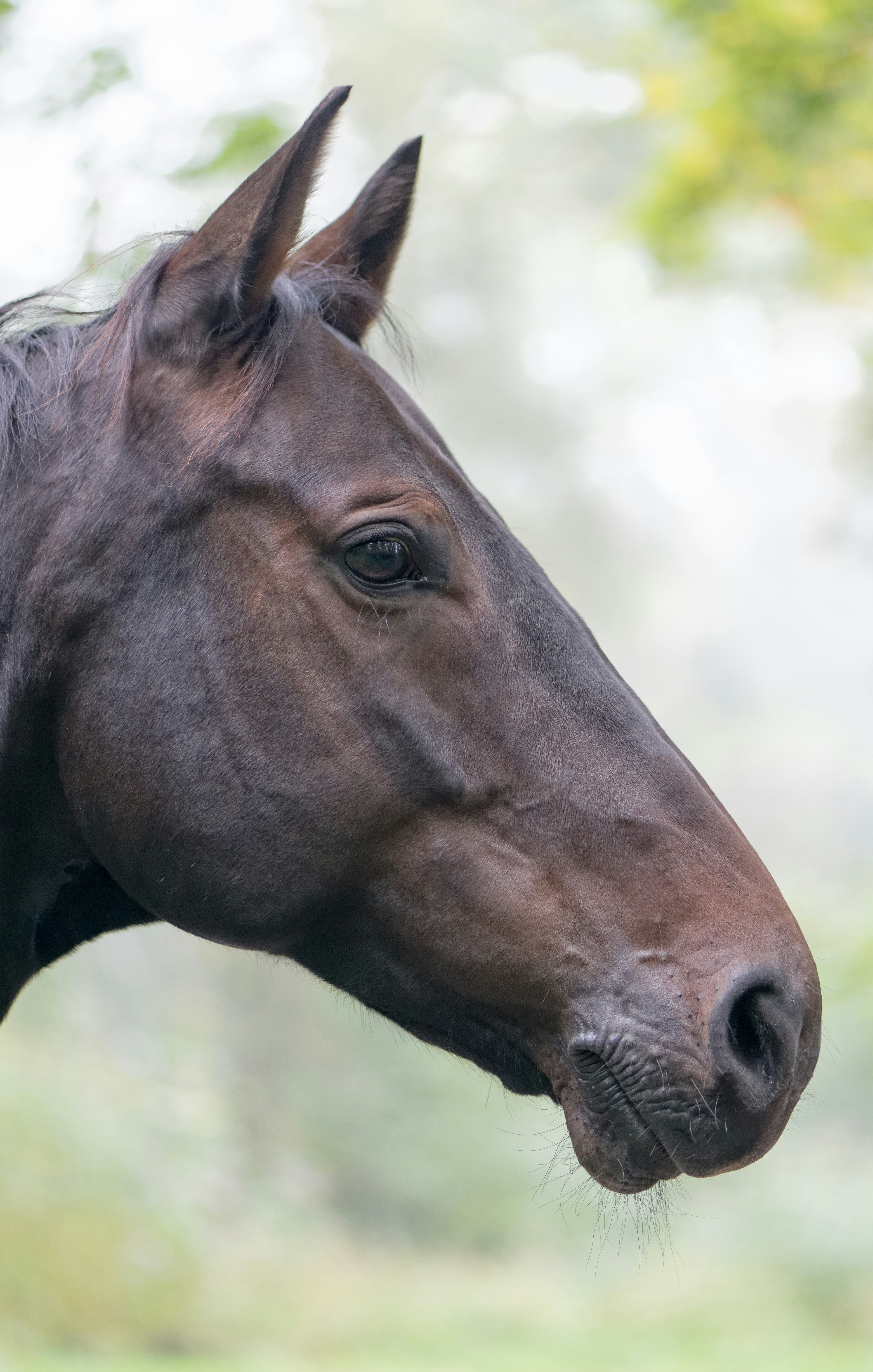 Closeup photo of brown horse photo – Free Horse Image on Unsplash