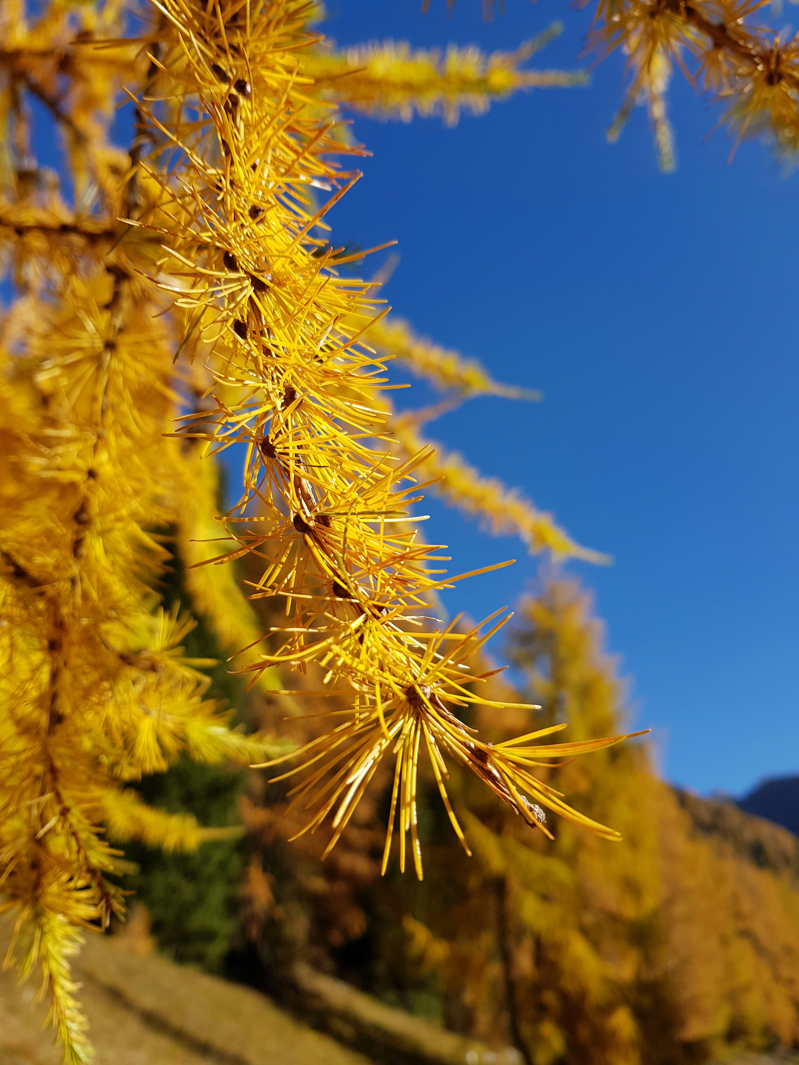 Close-up of vibrant yellow larch needles swaying gently in the breeze, set against a deep blue sky. The scene captures the essence of autumn's beauty.