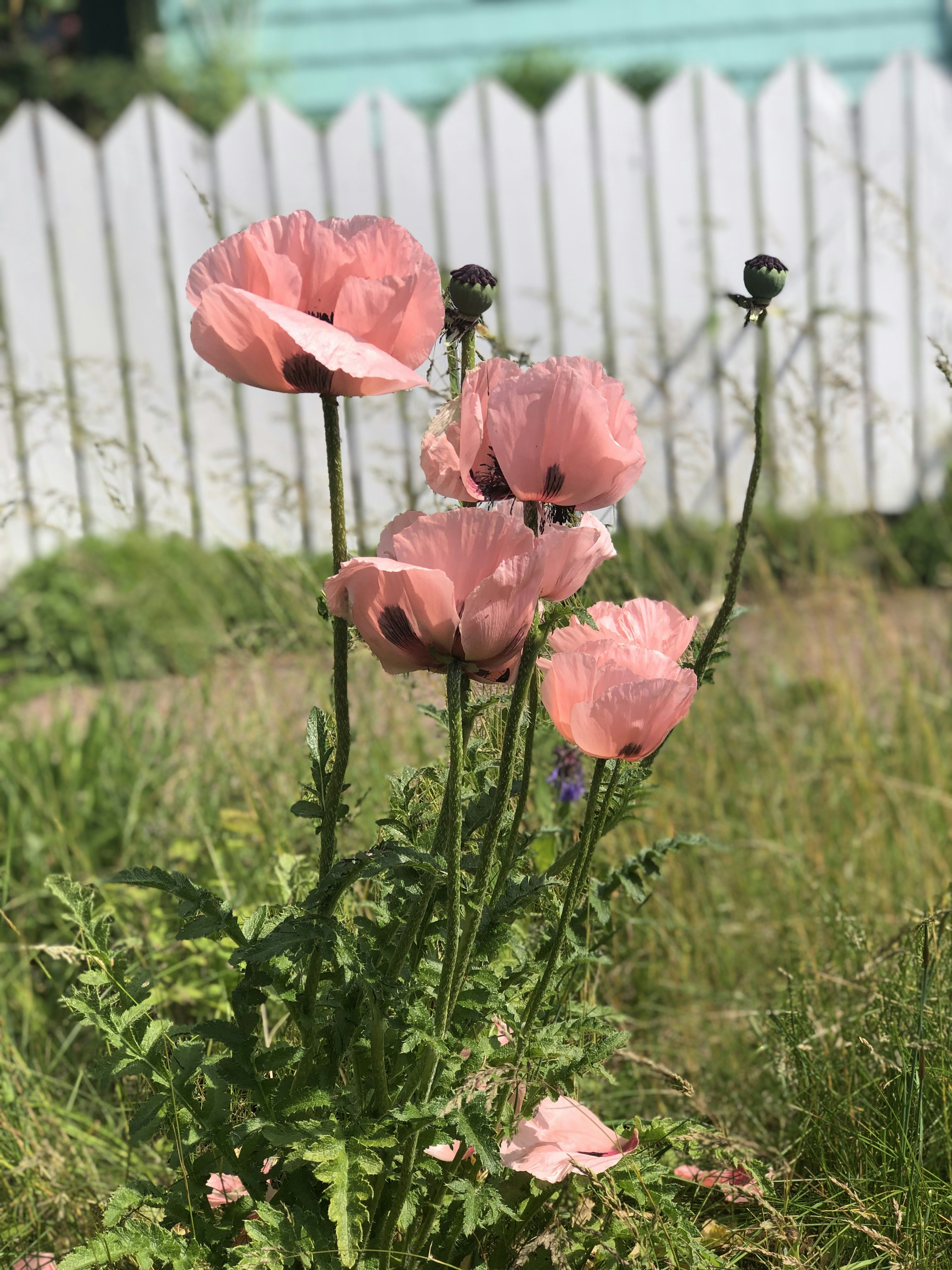 Pink Poppy Flowers
