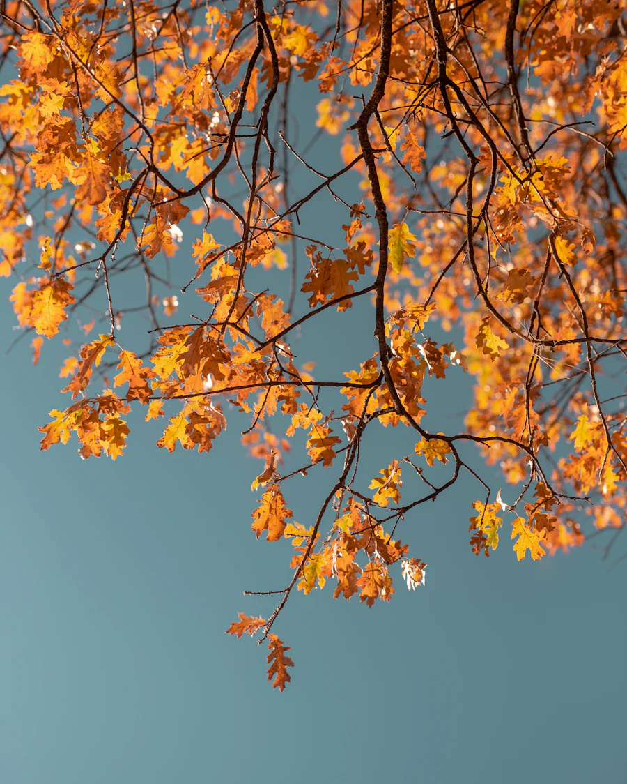 Autumn oak branches with bright orange and yellow leaves hanging across a clear blue sky.