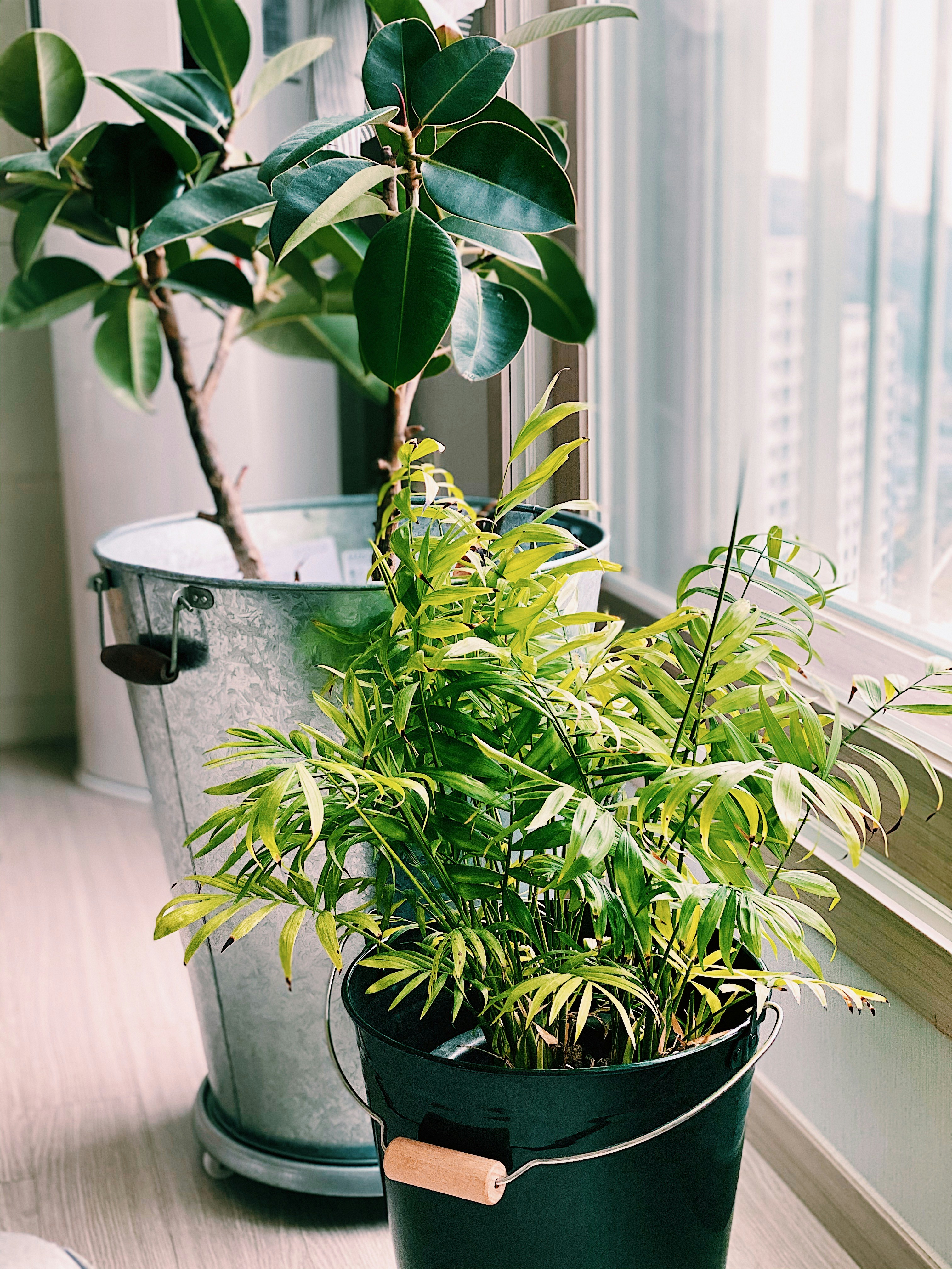 Sunlit Window Garden: Rubber Plant and Ferns in a Metal Bucket