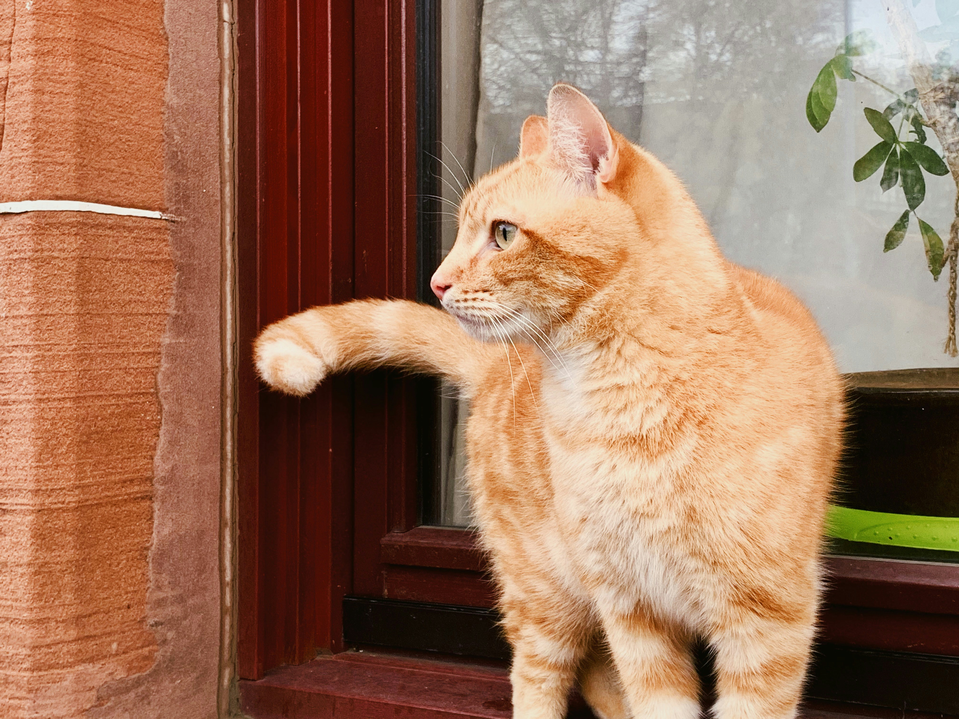 Orange tabby cat perched by a window, gazing outside with a poised expression. Its tail is raised, suggesting alertness.