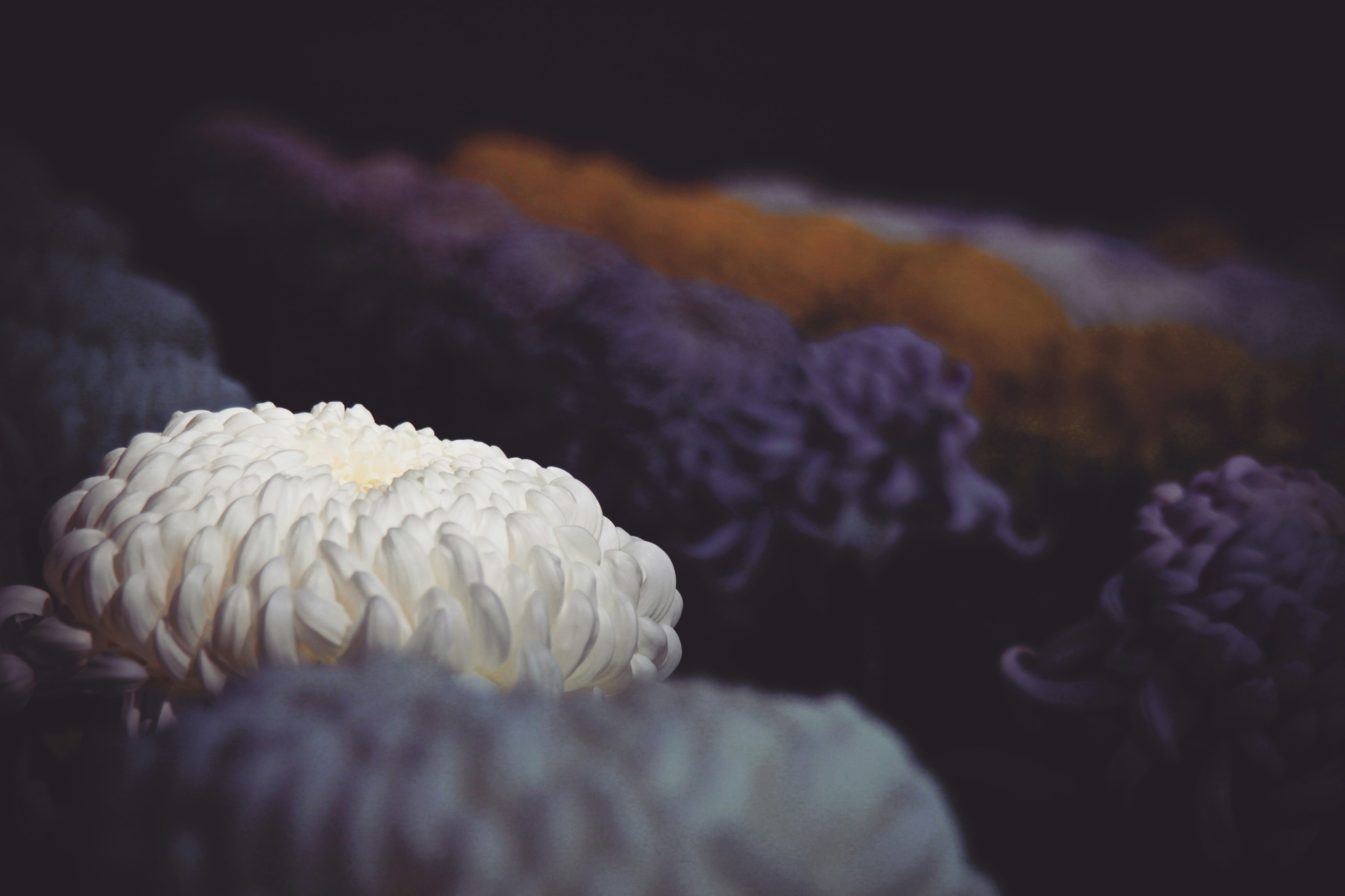 White Chrysanthemum: Bloom in Velvet-Dark Backdrop