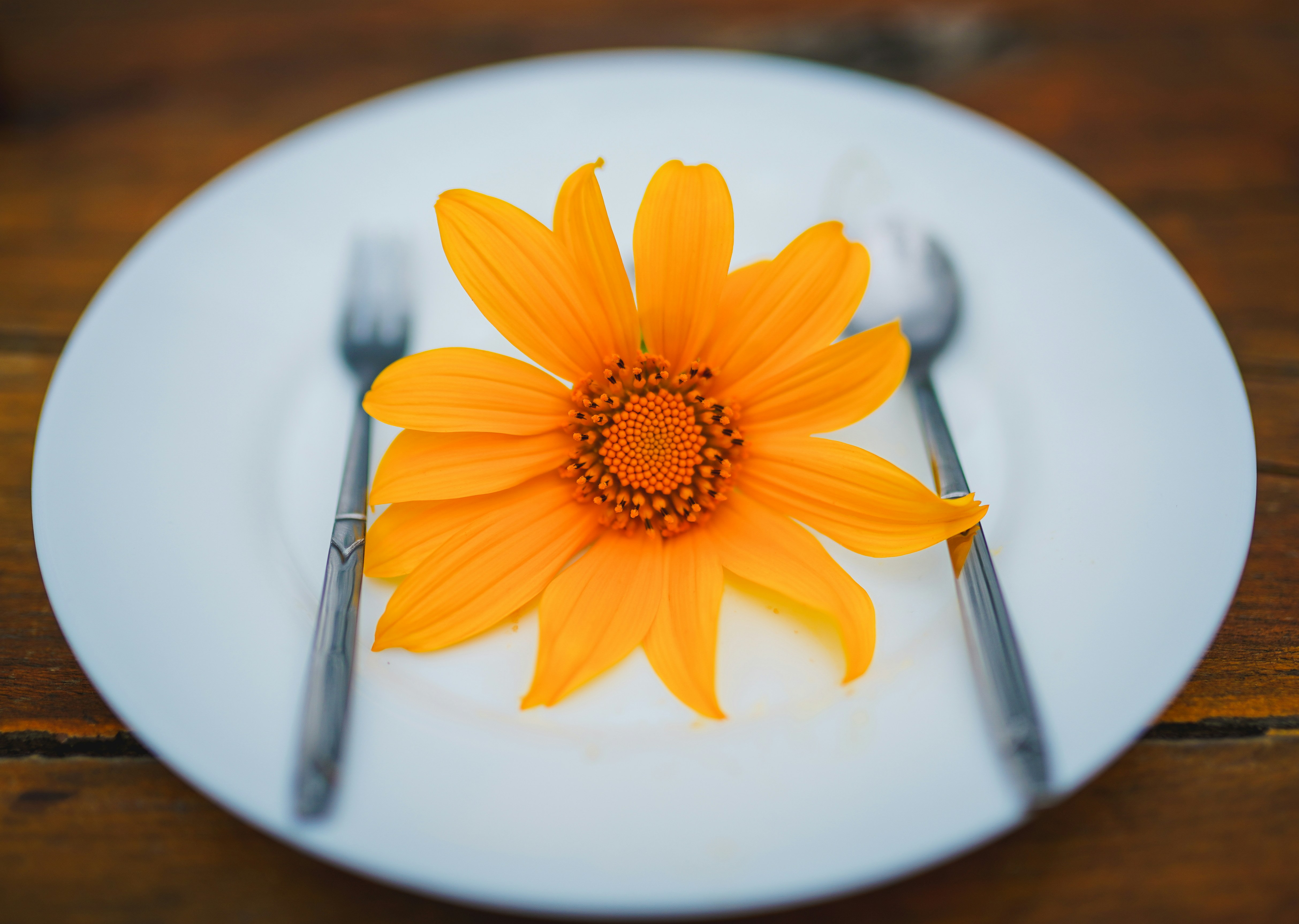 Orange Bloom on Porcelain: A Quiet Tabletop Moment
