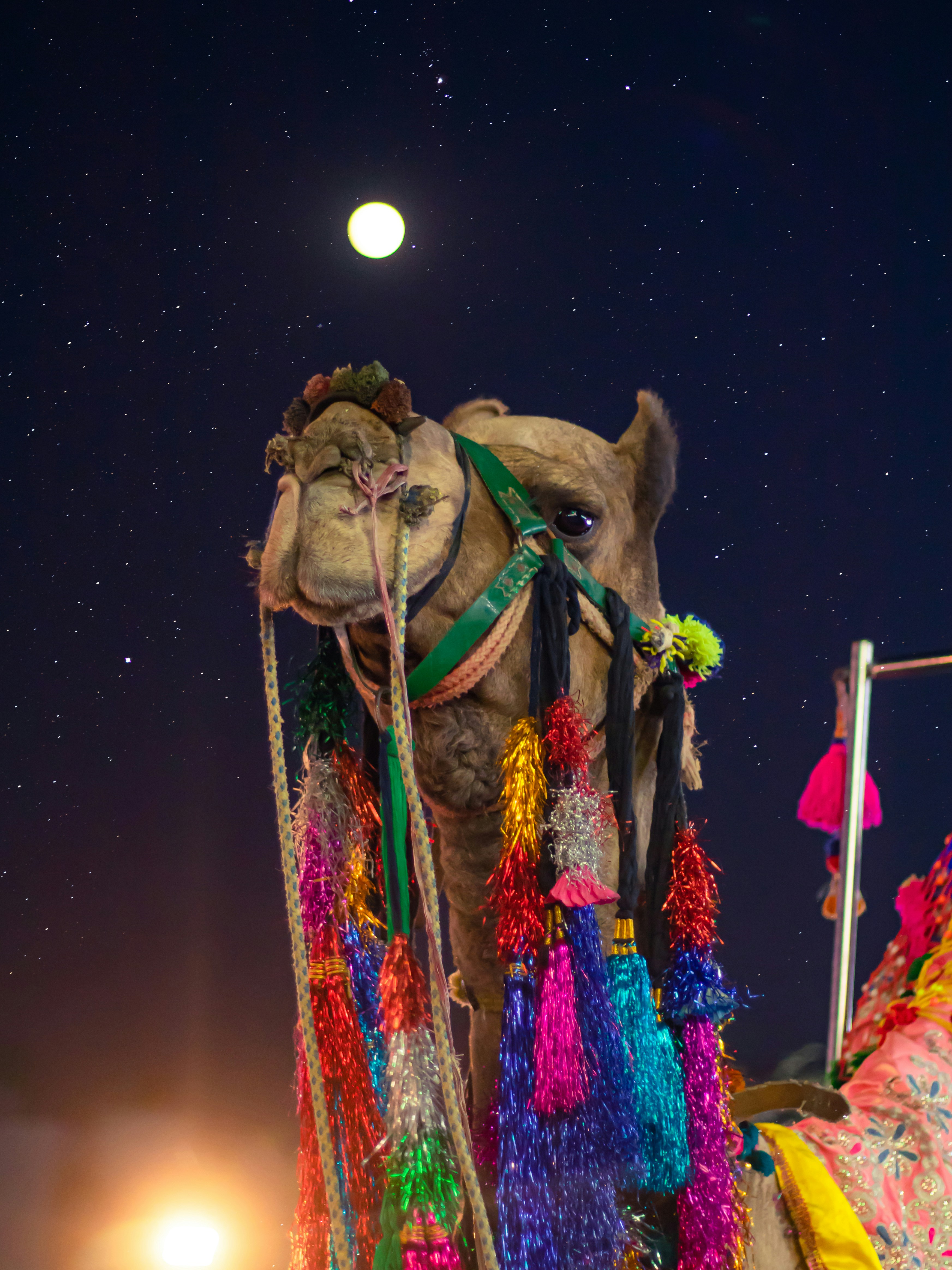 Moonlit Parade: A Decorated Camel Under a Starry Night