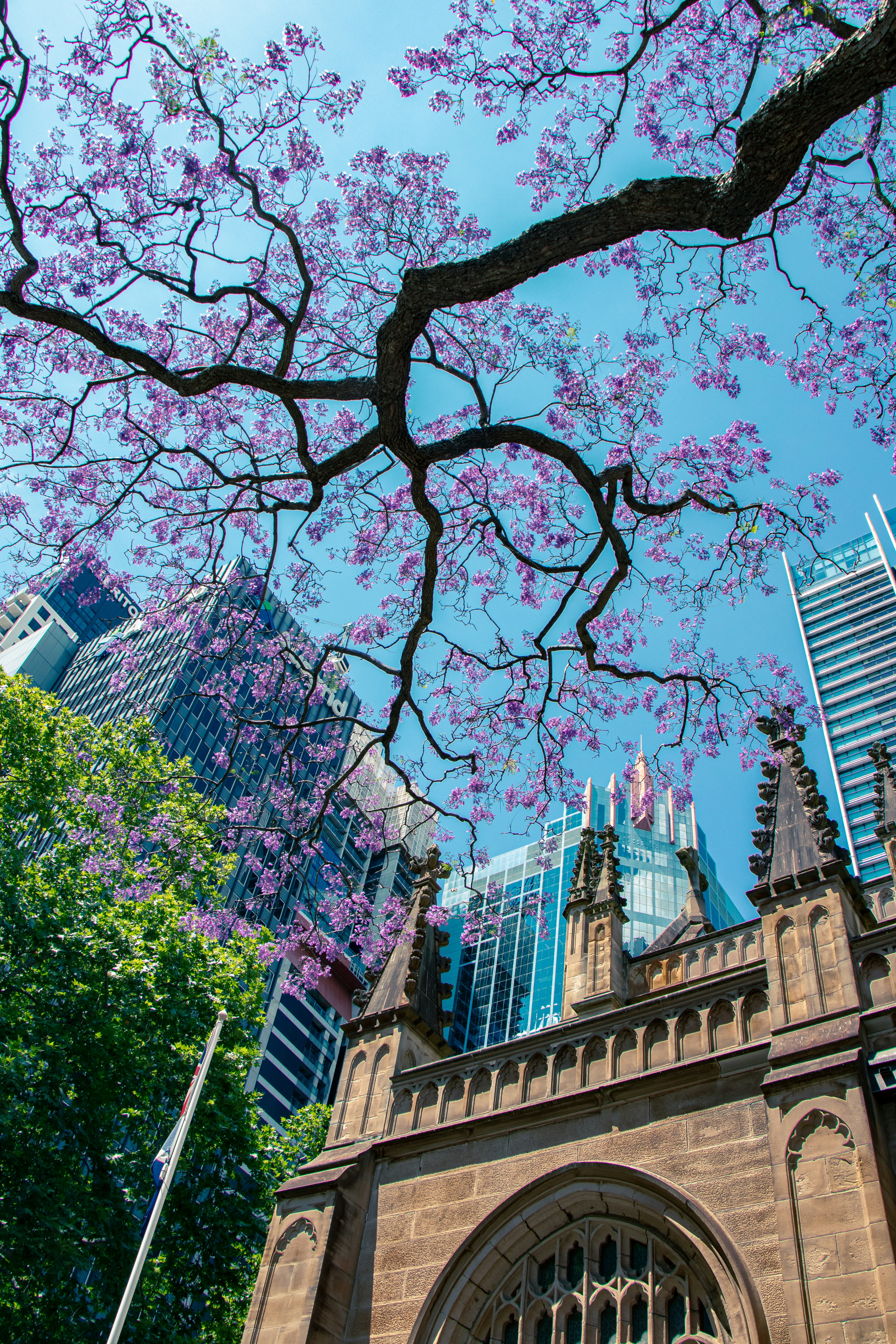 Vibrant jacaranda blossoms frame a historic building, juxtaposed against modern skyscrapers in a bustling cityscape.