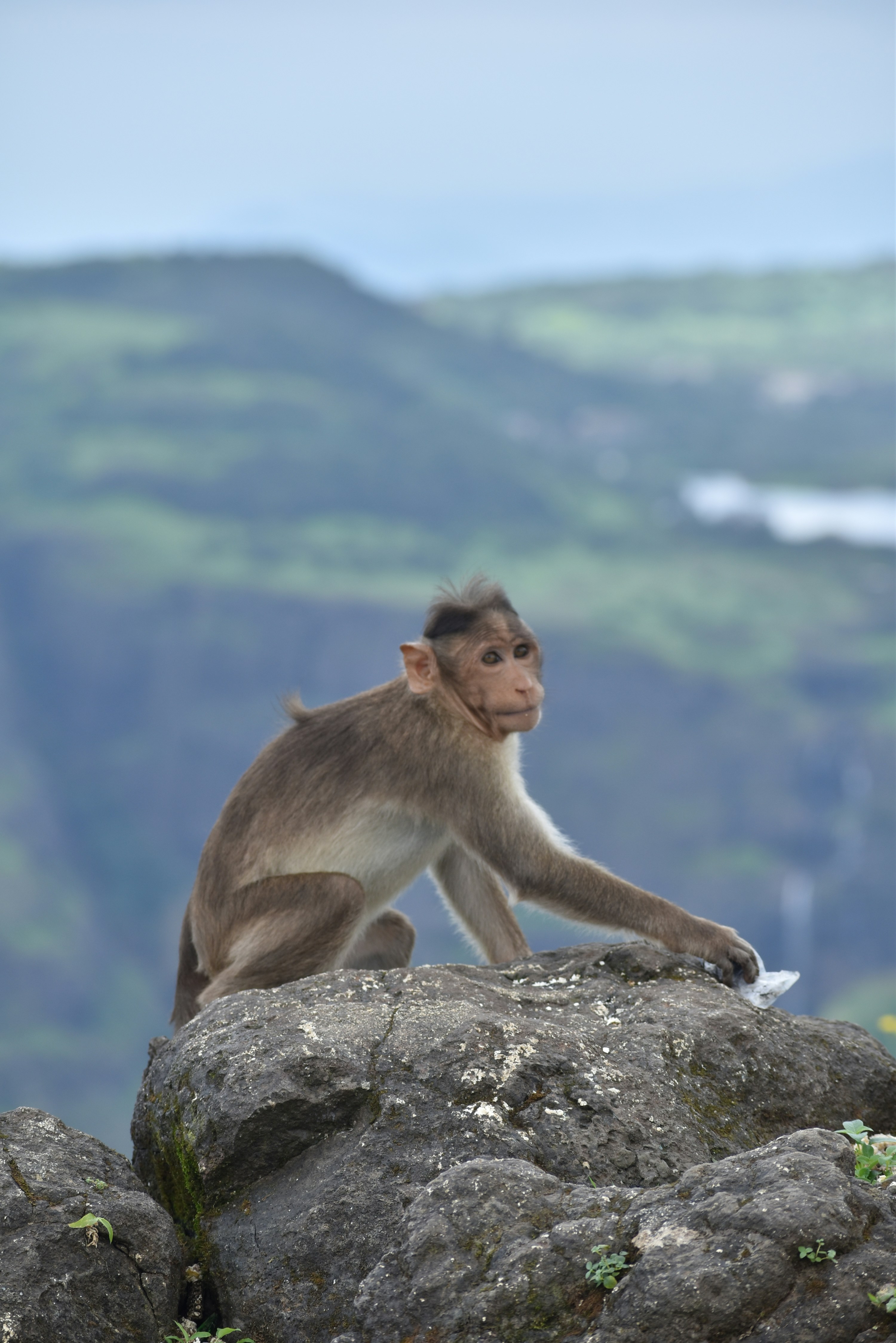 brown monkey on stone
