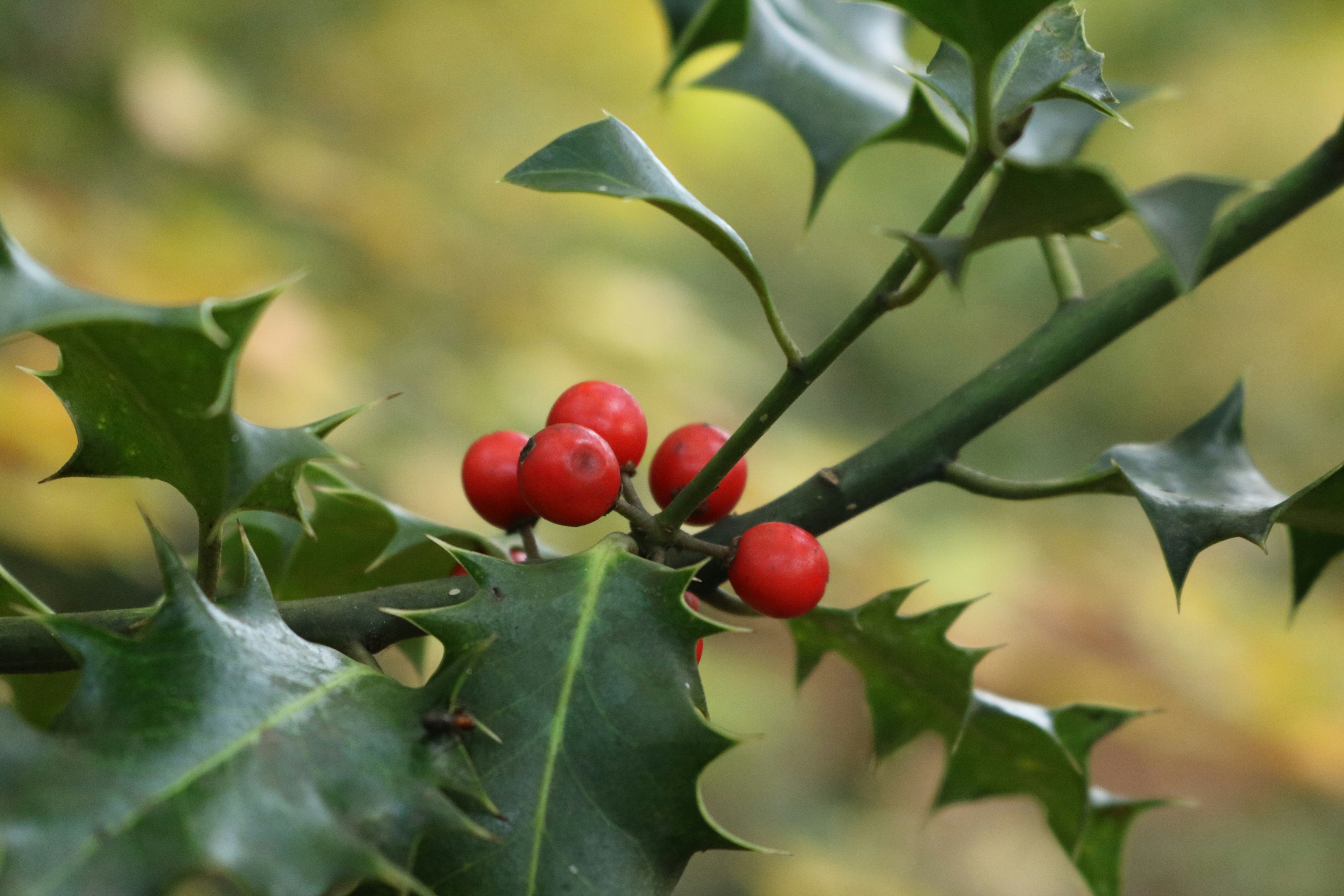 Michaela J (@michaelafreshideas) | Komunitas Foto Unsplash