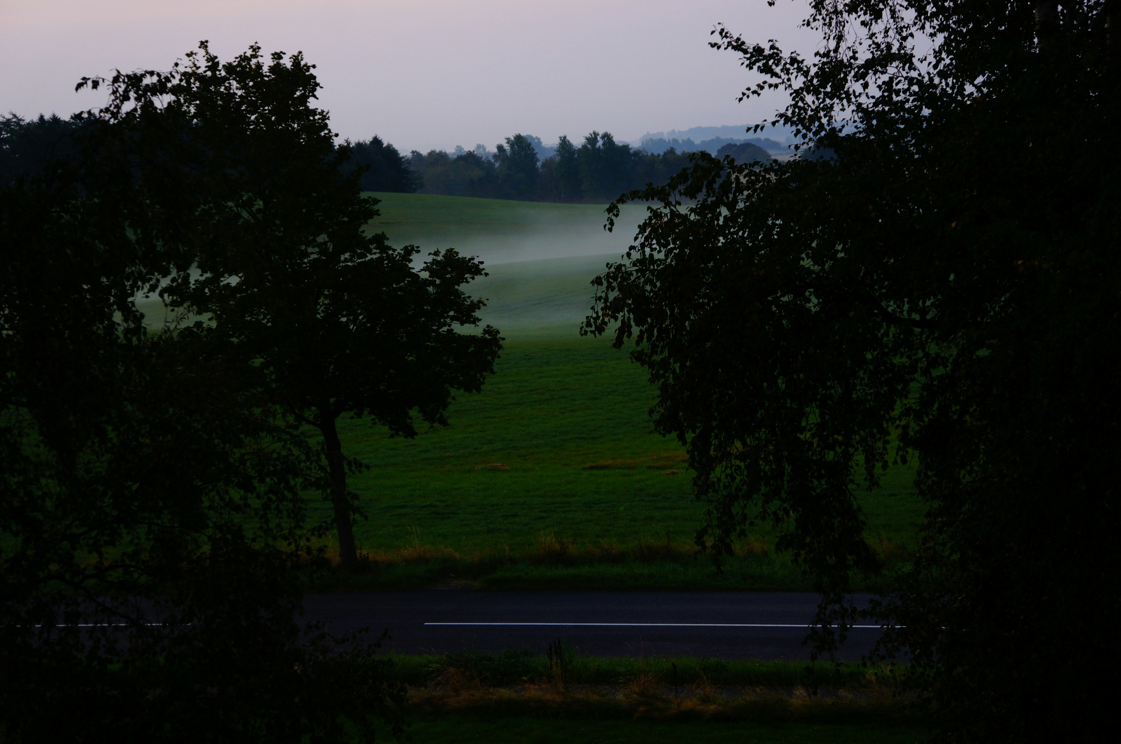 Dawn Veil Over a Quiet Meadow Framed by Shadowed Trees