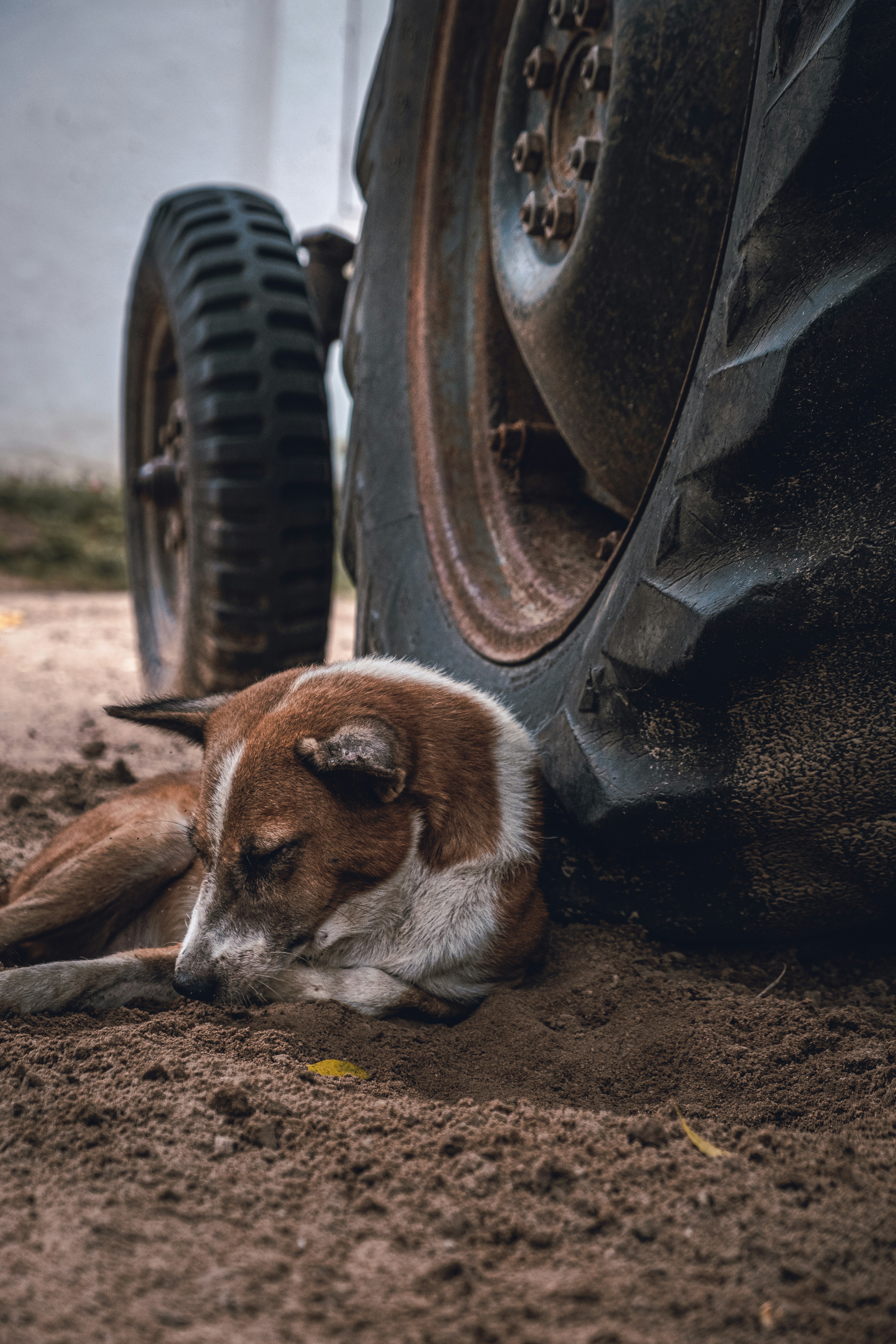 A dog peacefully sleeping in the shadow of a large tractor tire, surrounded by sandy ground and subtle hints of nature.