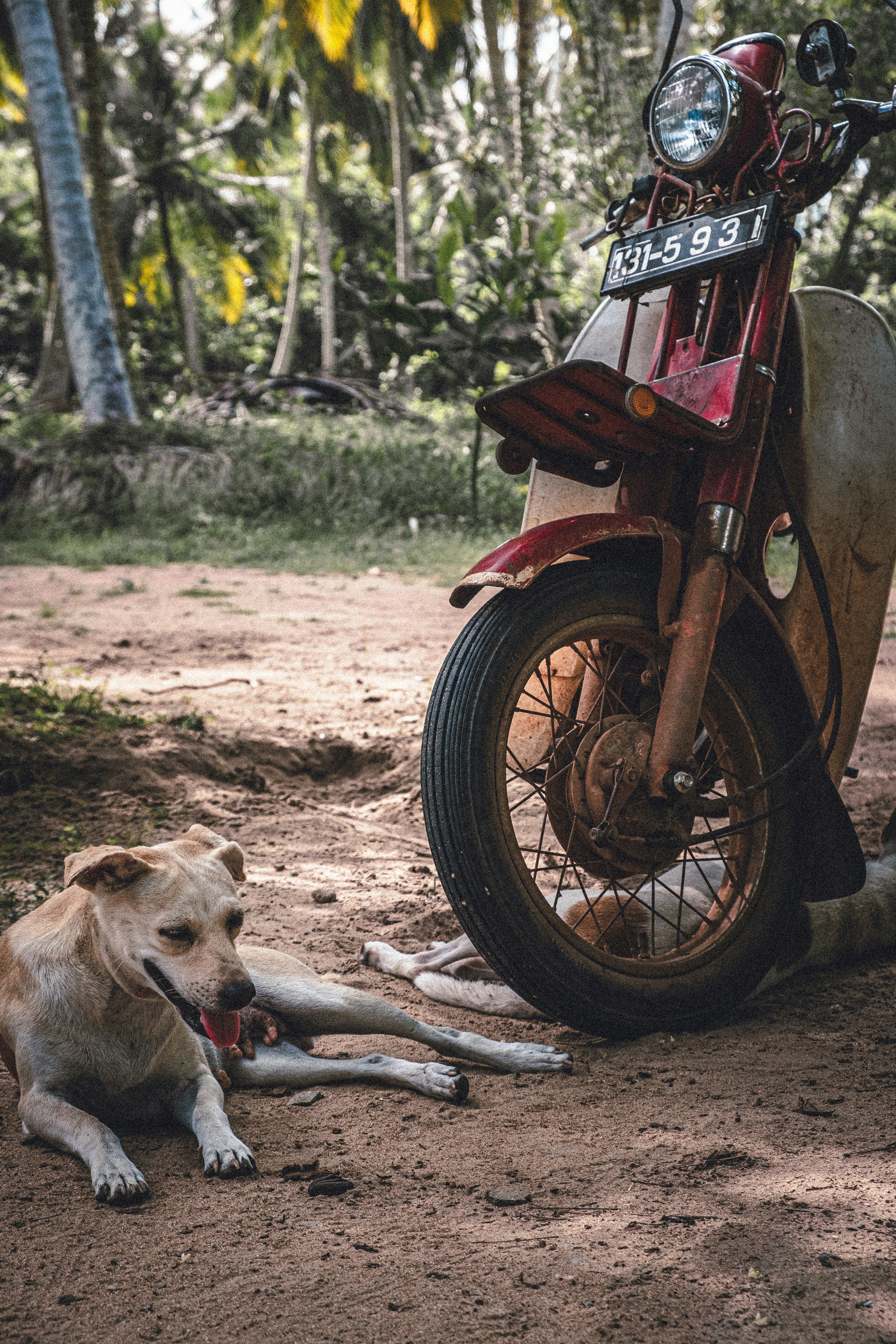Dogs resting near an old motorbike

👋 Small donation -> huge appreciation paypal.me/DanieleFranchi 🙏🙏🙏