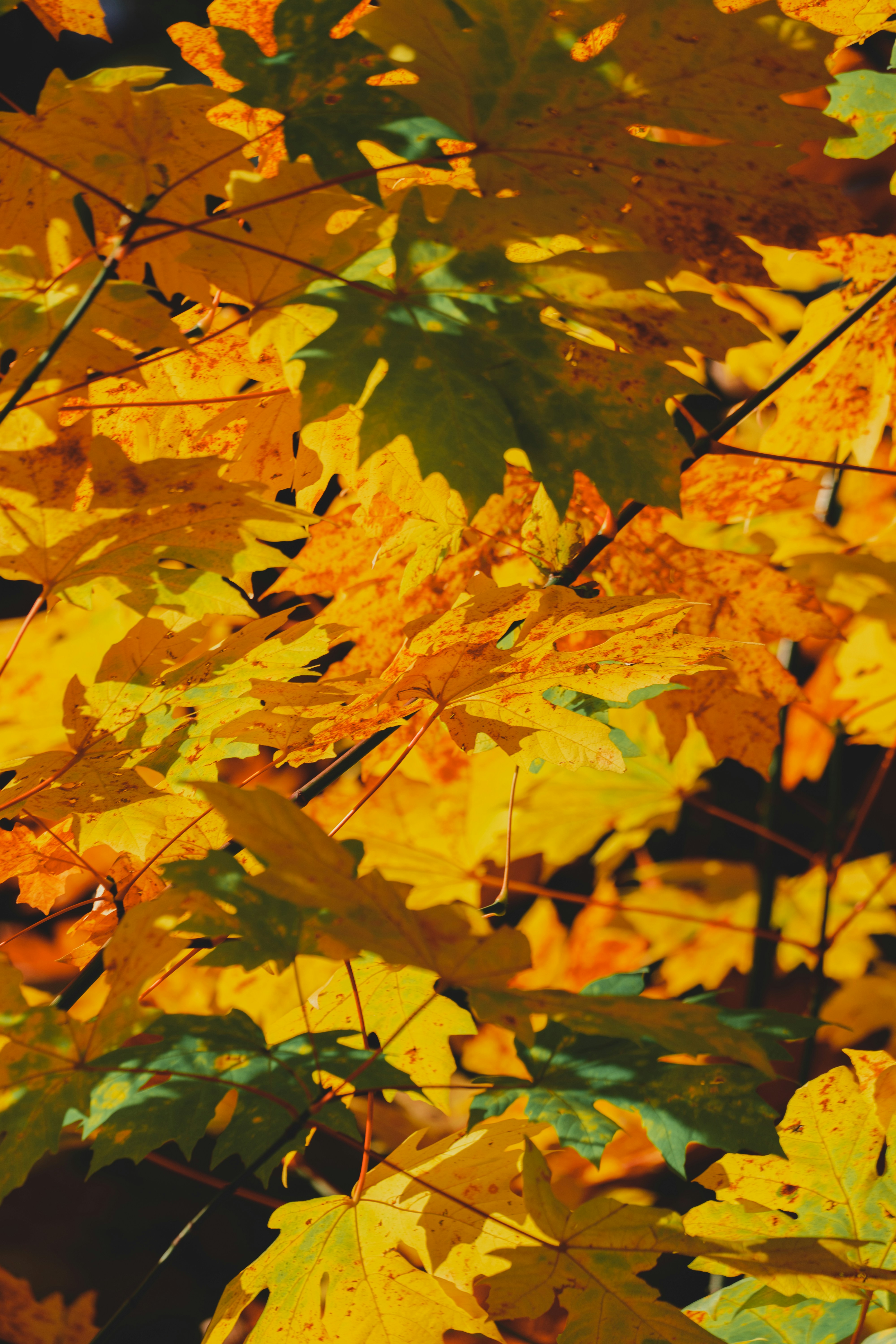 Sunlit Maple Mosaic: Threads of Autumn in a Golden Canopy