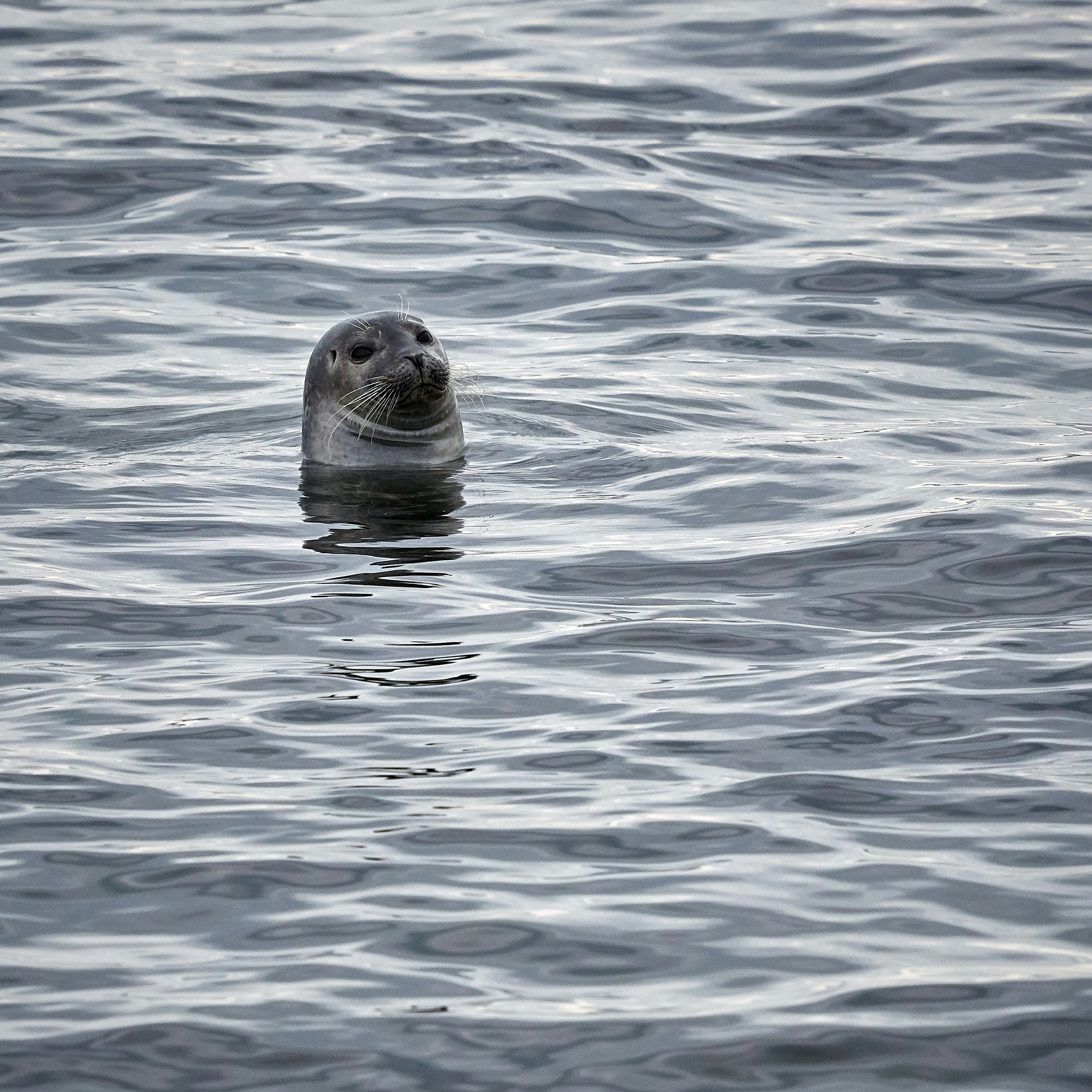 Grey mammal on water photo – Free Iceland Image on Unsplash