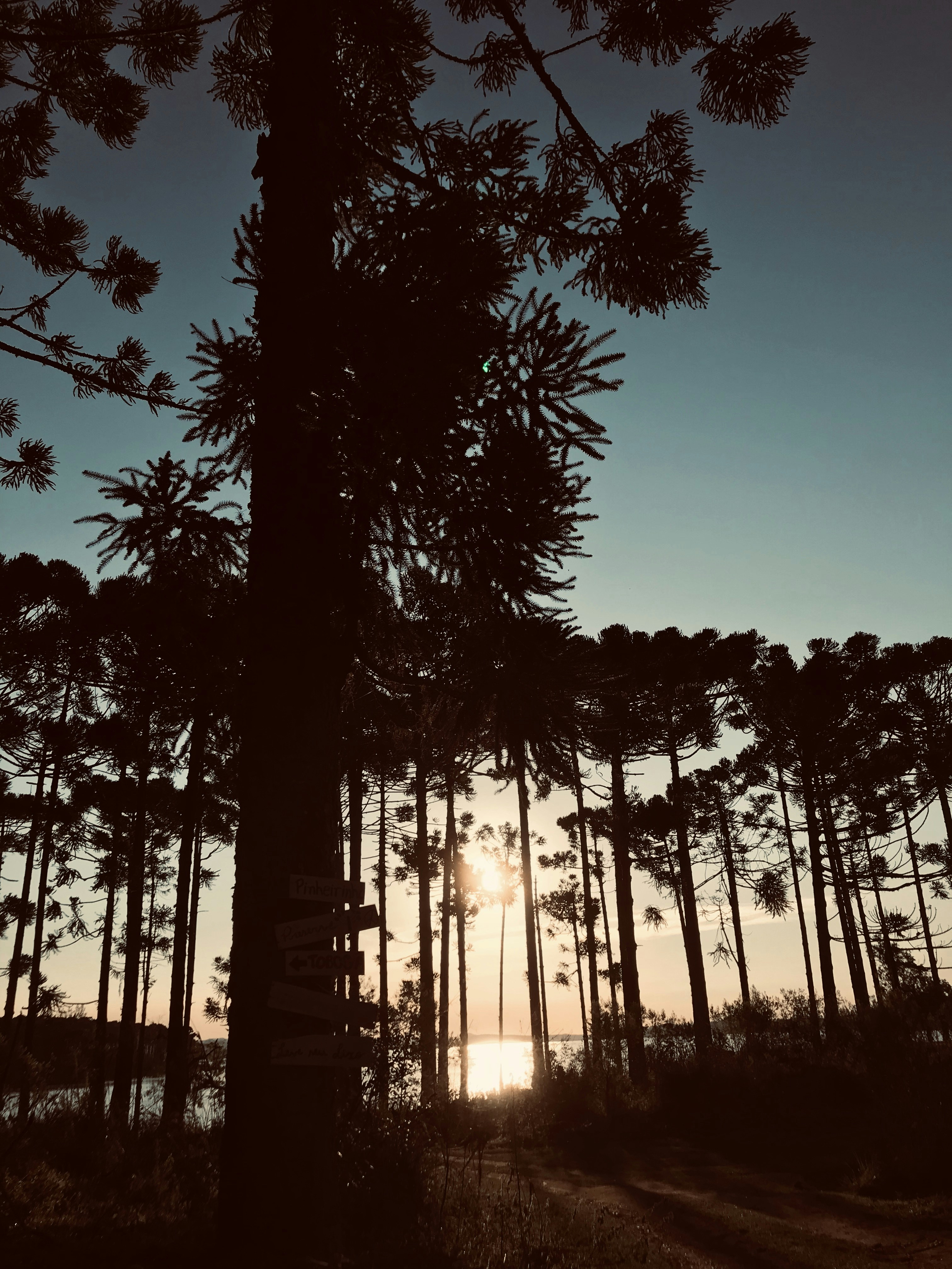 Sunset Silhouettes: Pines Framing a Glassy Lake