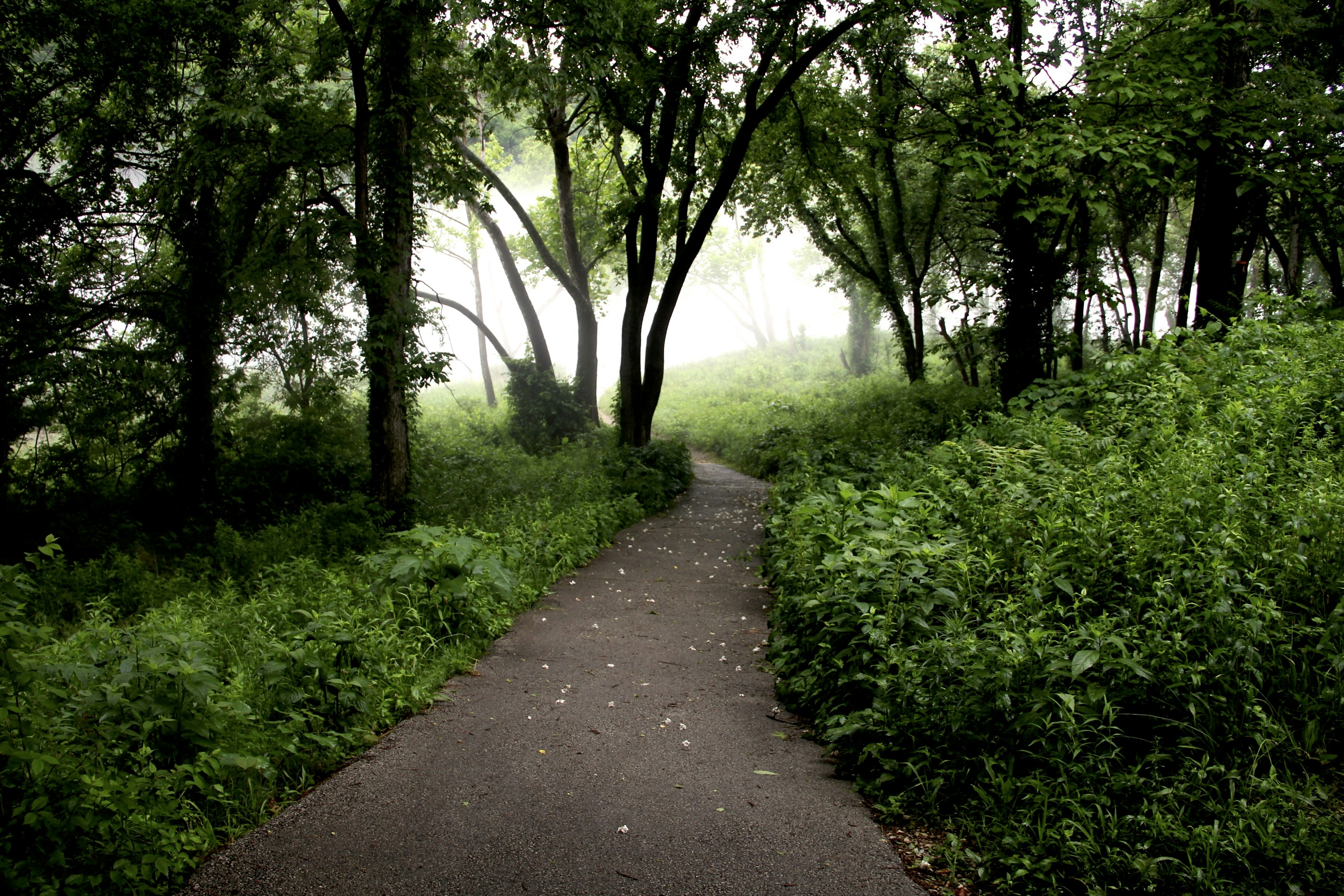 Pathway between trees during daytime photo – Free Path Image on Unsplash