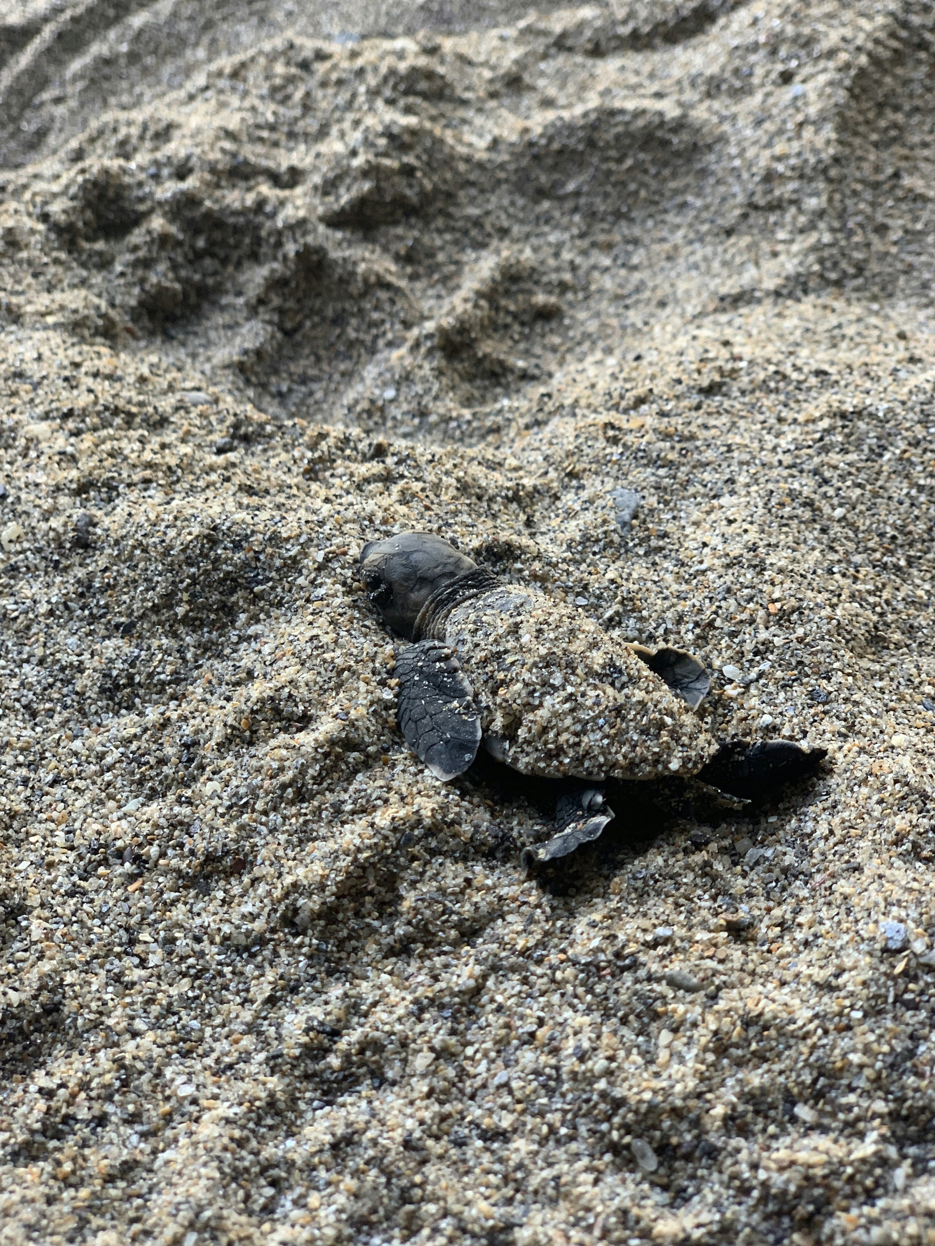 Black sea turtle photo – Free Grey Image on Unsplash