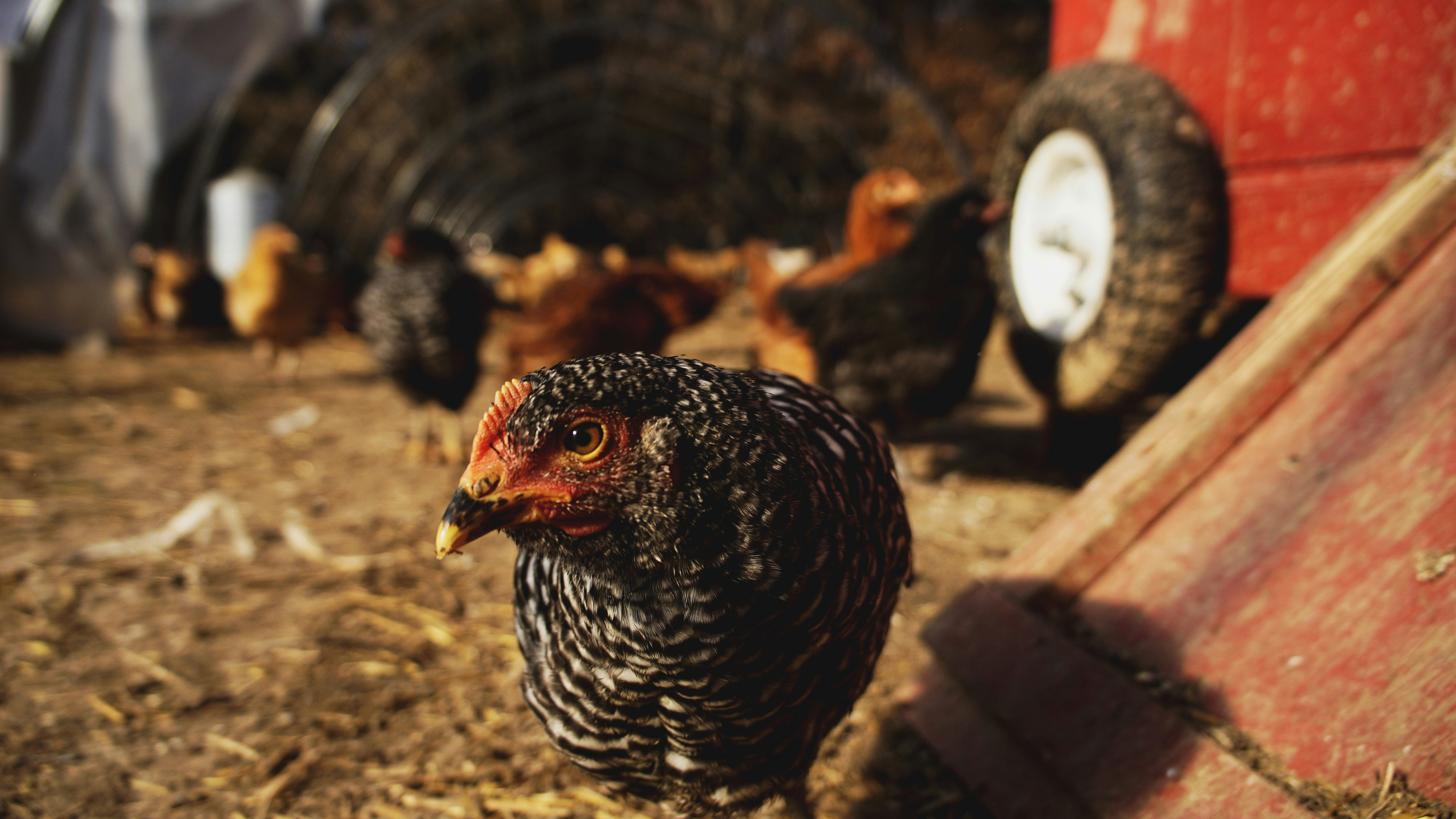 Barred Hen in Warm Coop Light